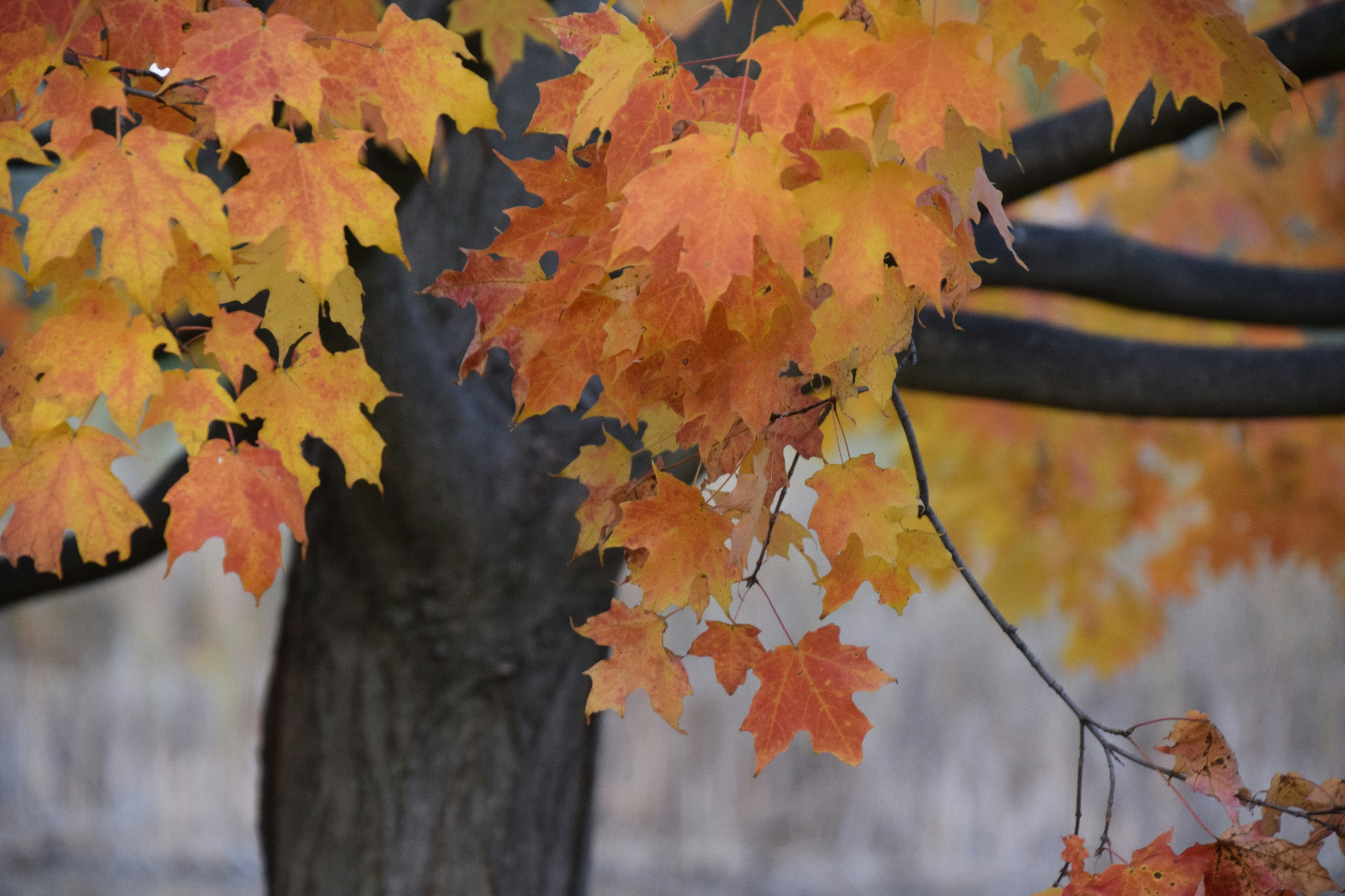 Autumn Ember Overhang