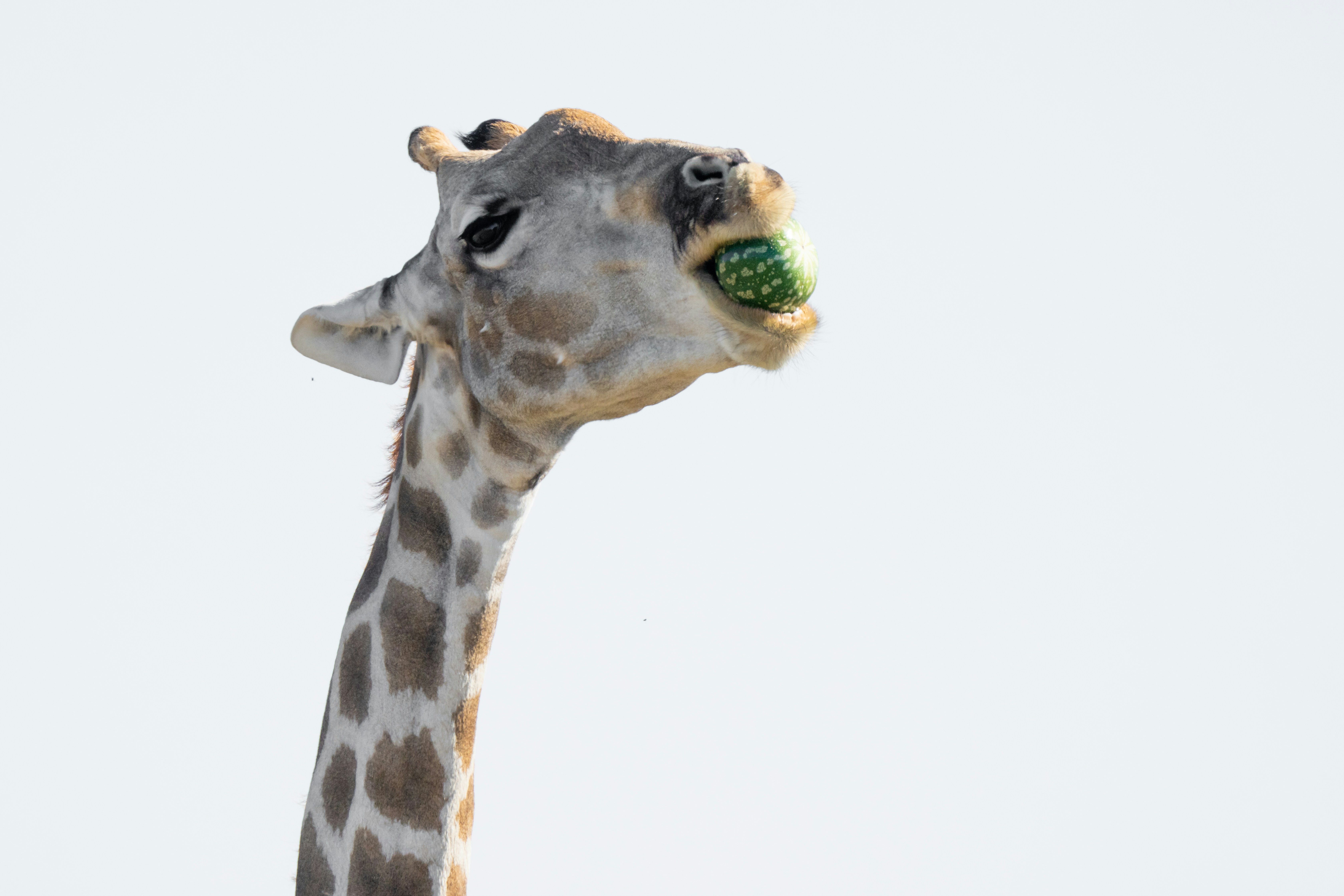 Giraffe eating a tsamma melon