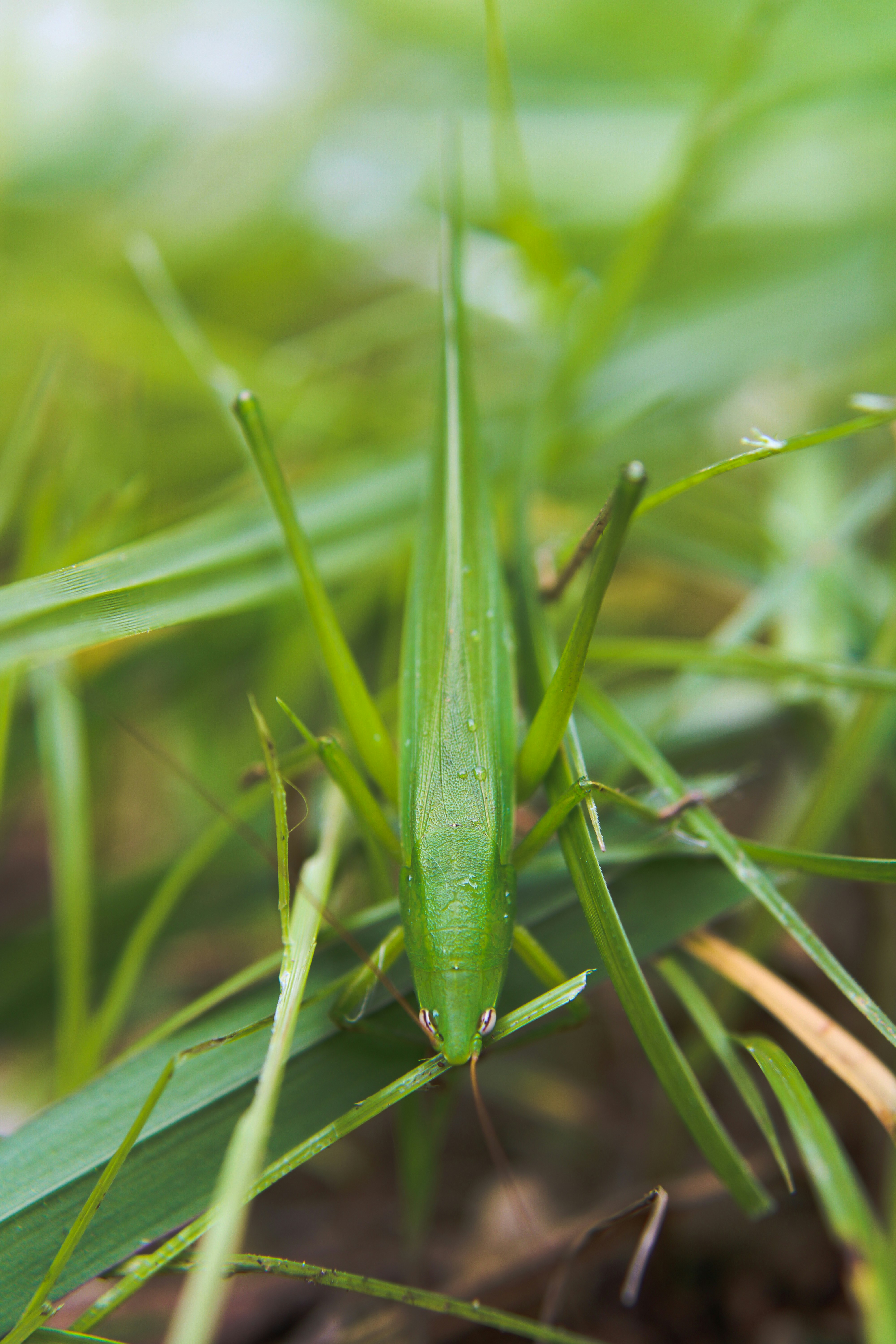 A green insect on a leaf photo – Free Portugal Image on Unsplash