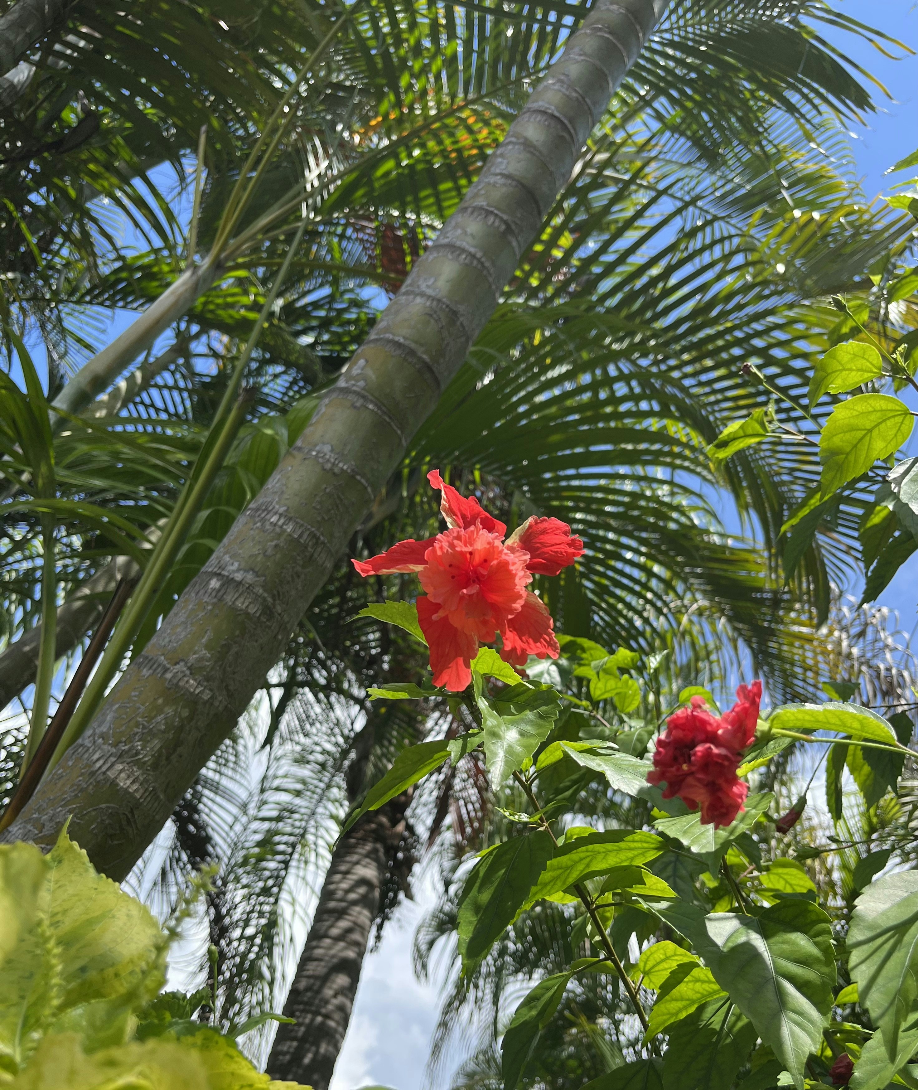Un arbre aux fleurs rouges photo – Photo Plage de Fort Myers Gratuite ...