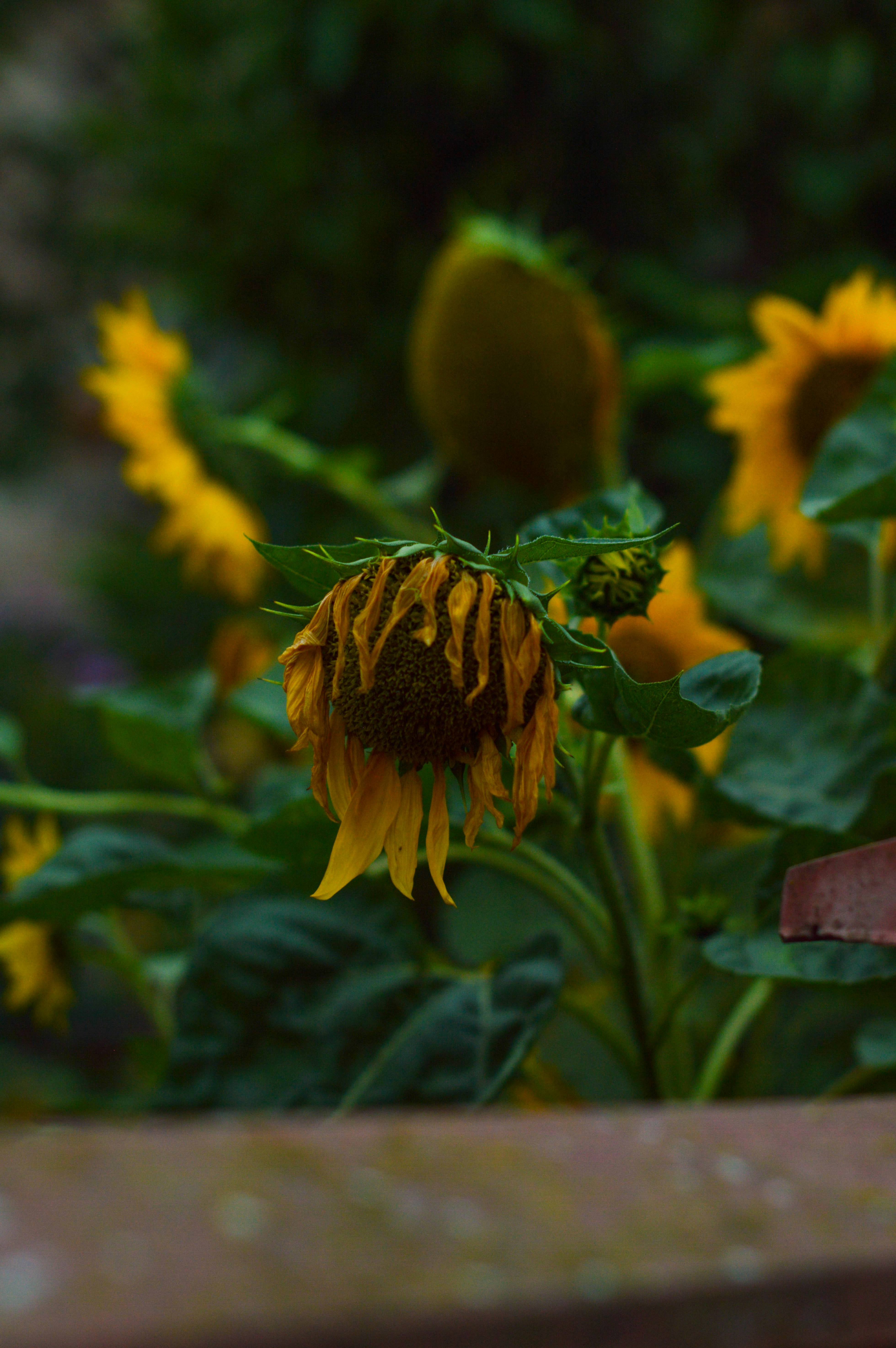 Solitary Sunflower in Dim Light: A Quiet Study in Texture and Mood