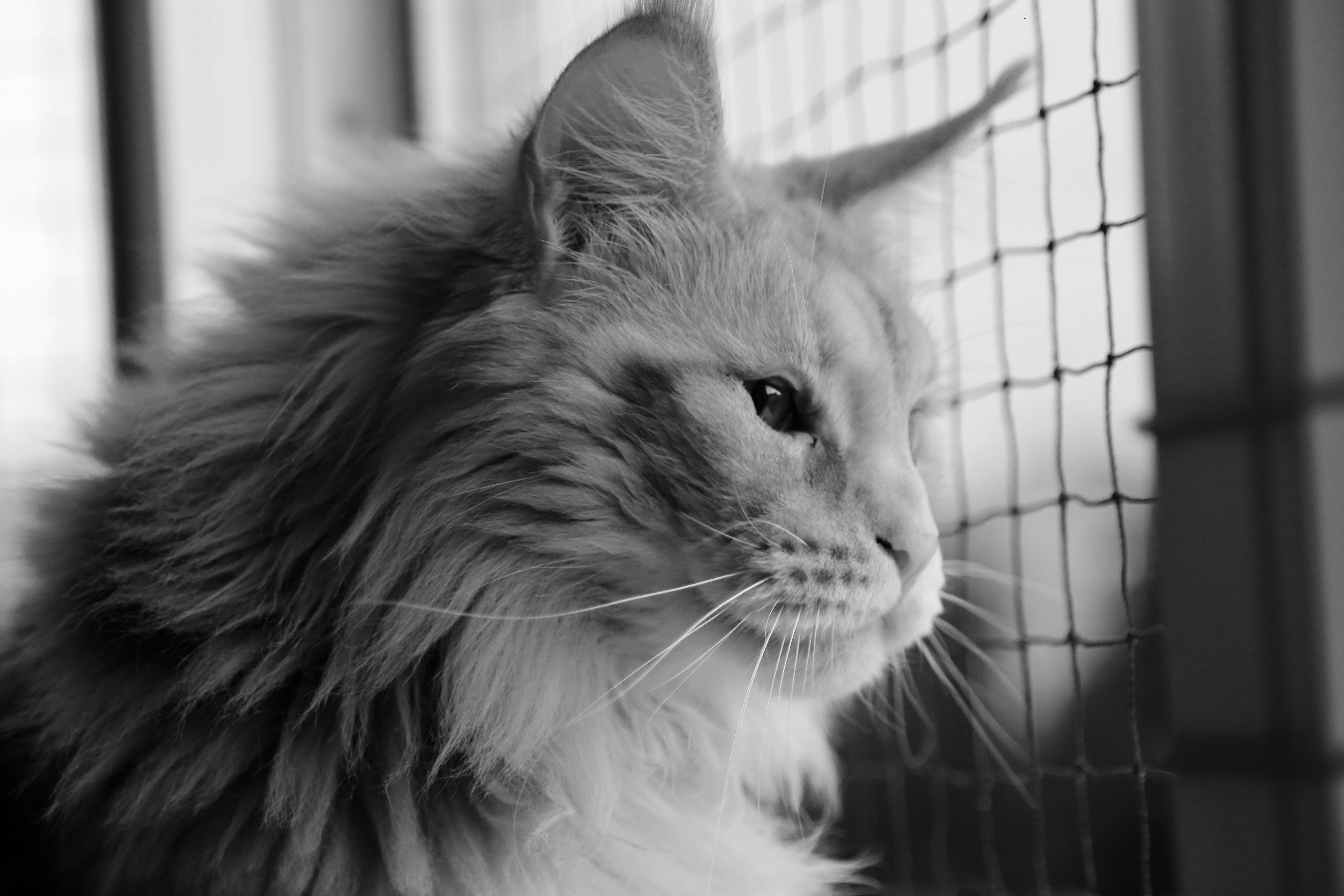 Concentrated Gaze Beyond the Fence