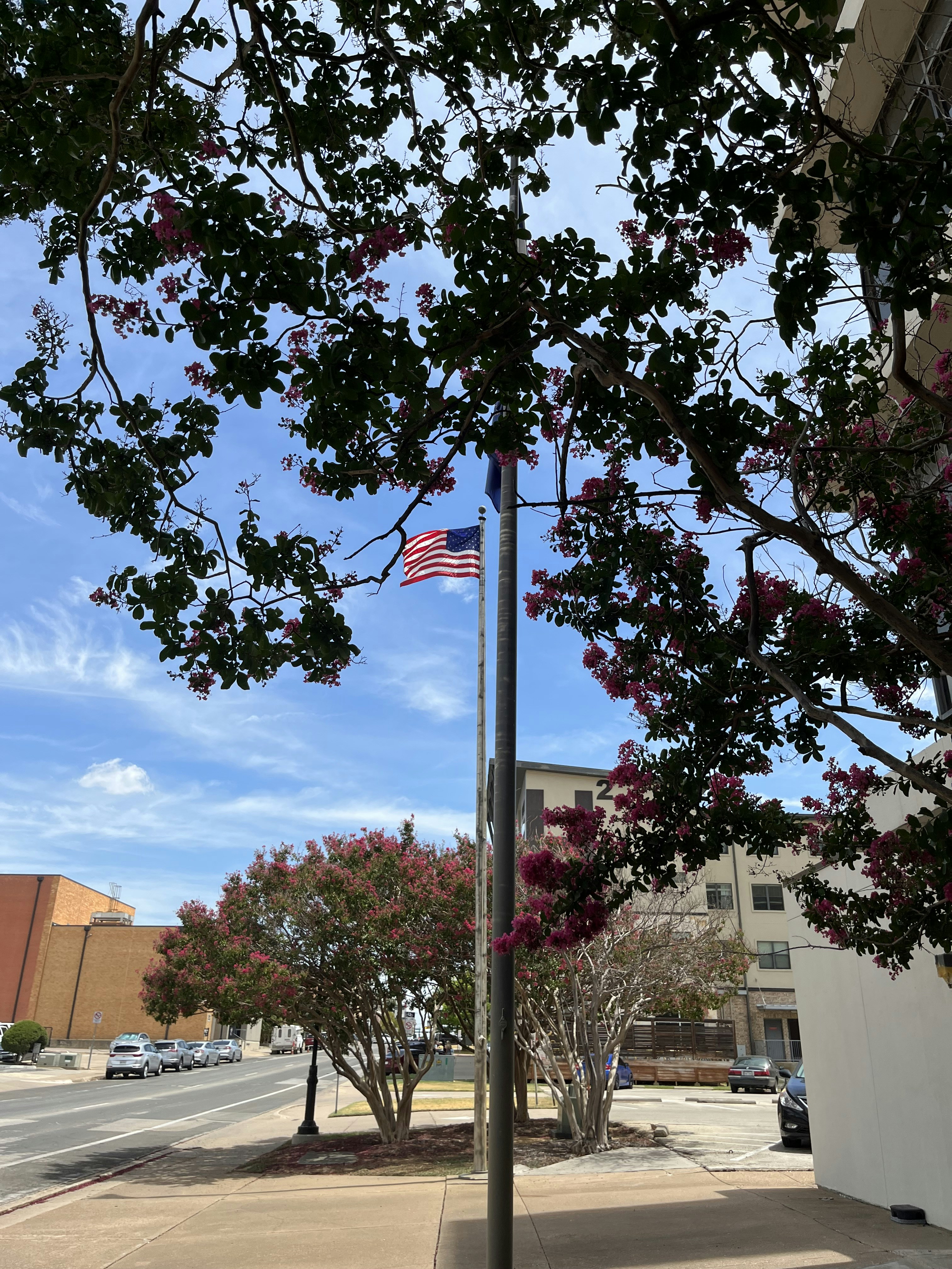 Flag on a Blustery Day Along a Quiet Campus Street