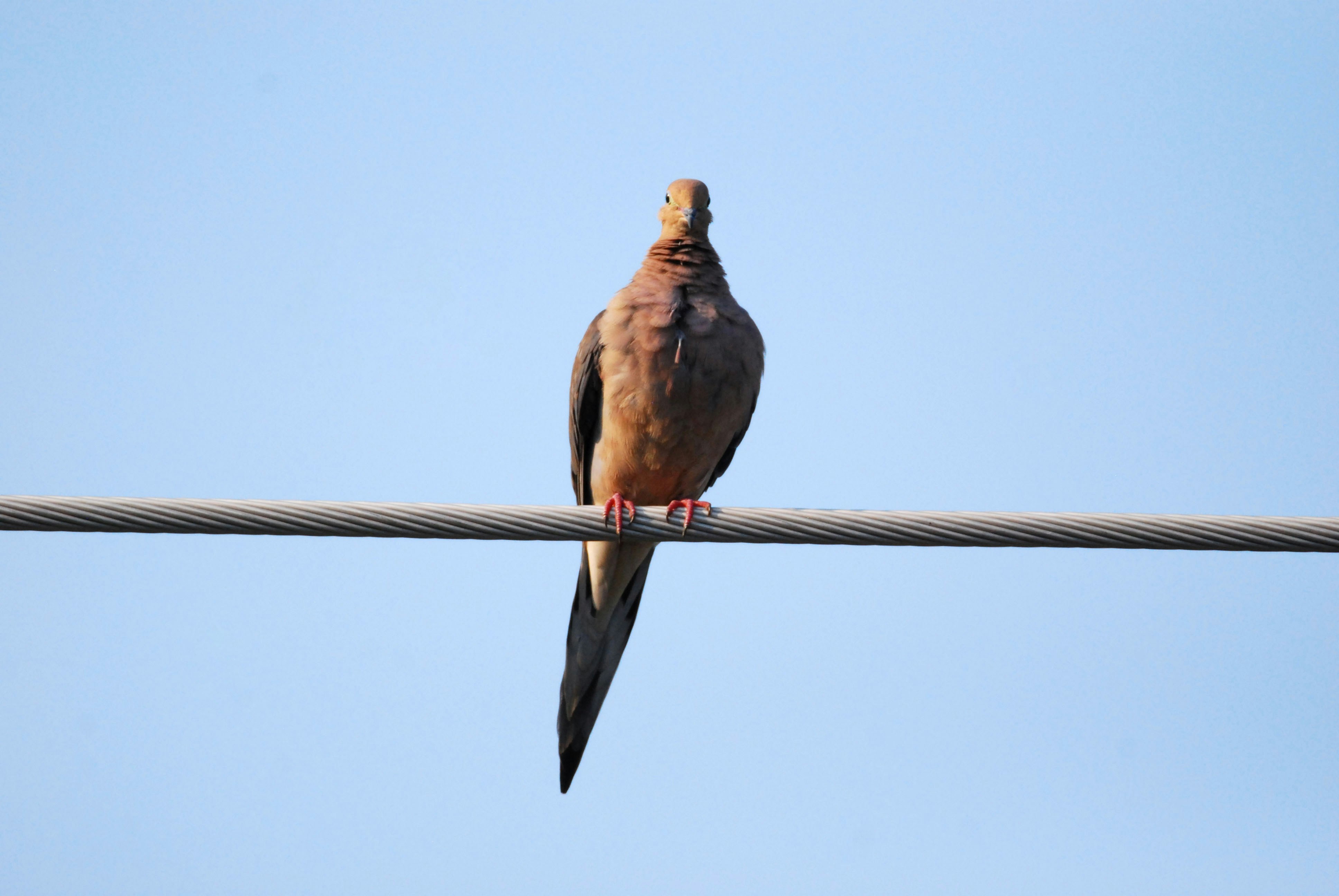 A dove perched on a wire against a clear blue sky, showcasing its subtle plumage and poised demeanor.