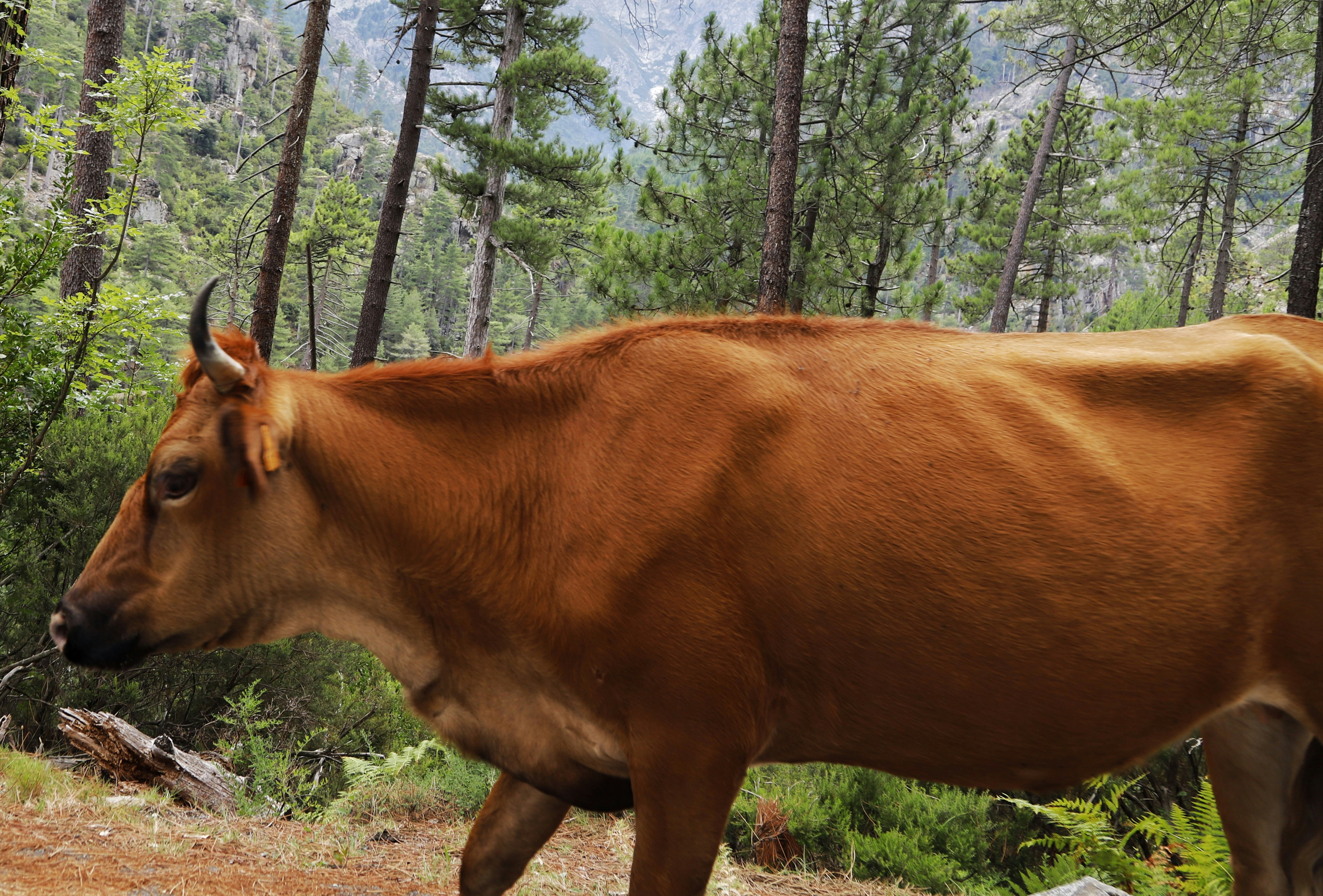 Foto Una vaca marrón en el bosque – Imagen 20250 corte gratis en Unsplash