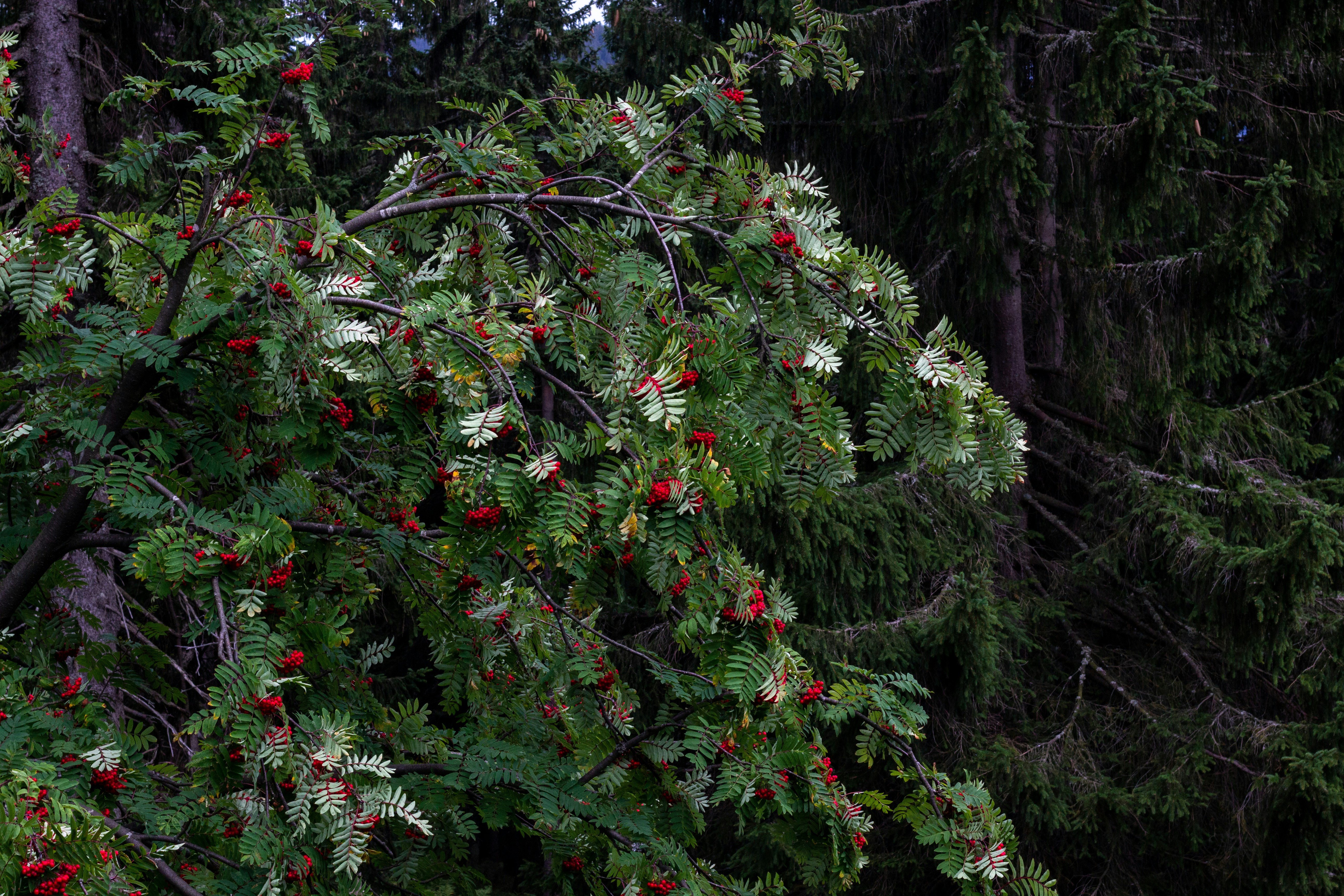 Red-berried Branches Looming Over a Dark Pine Forest