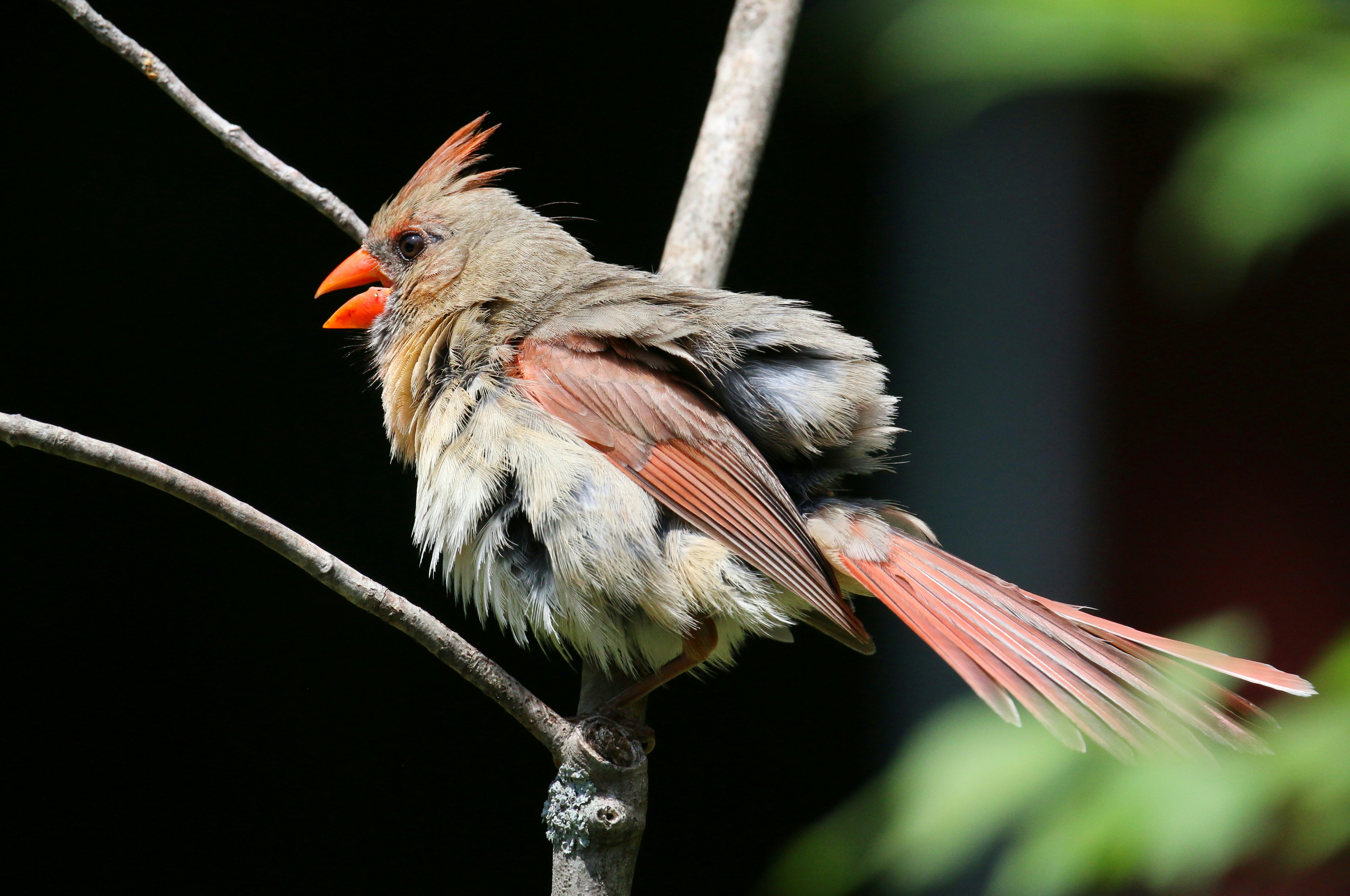Crested Ember on a Quiet Branch