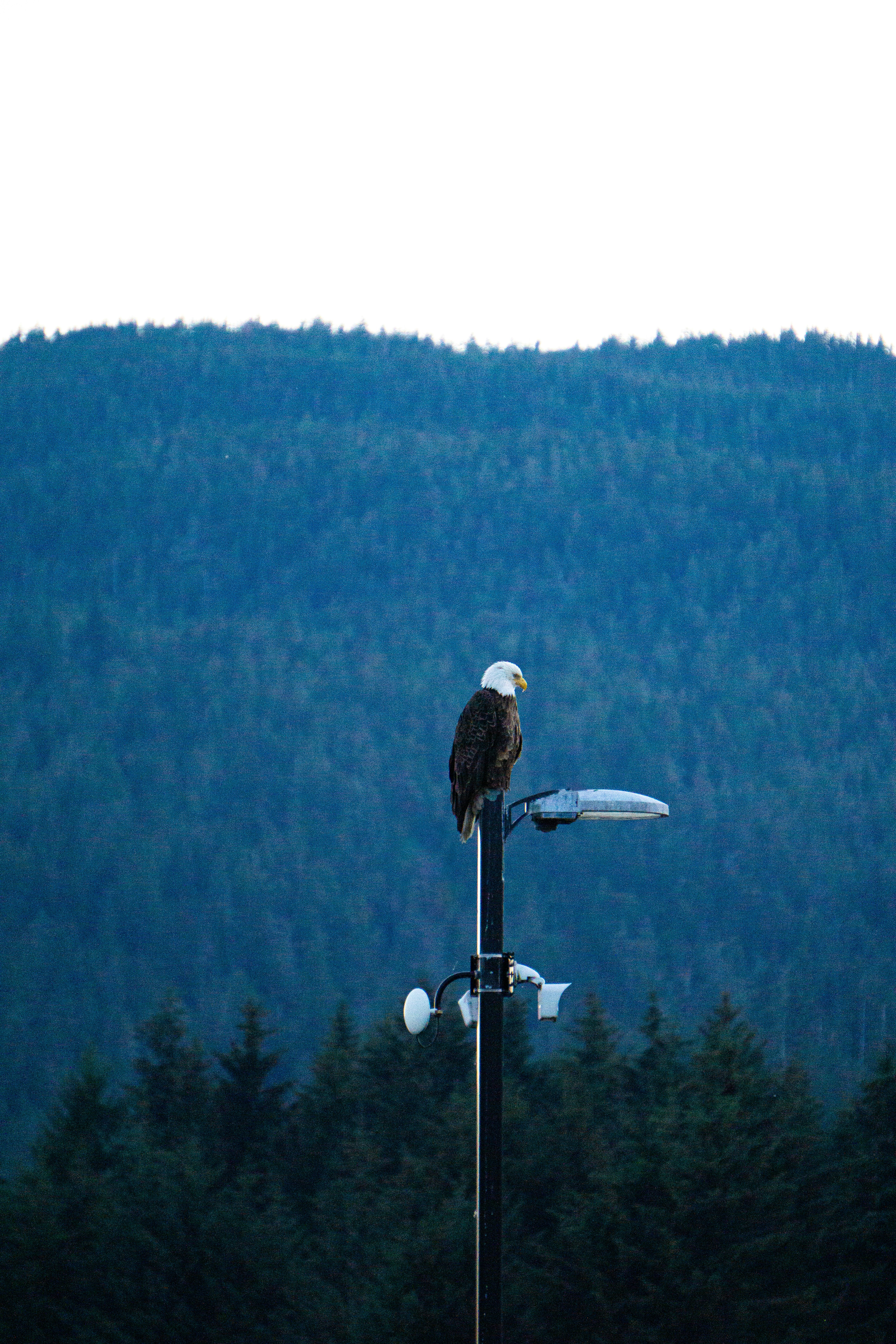 A bald eagle perched on a light post photo – Free Eagle Image on Unsplash