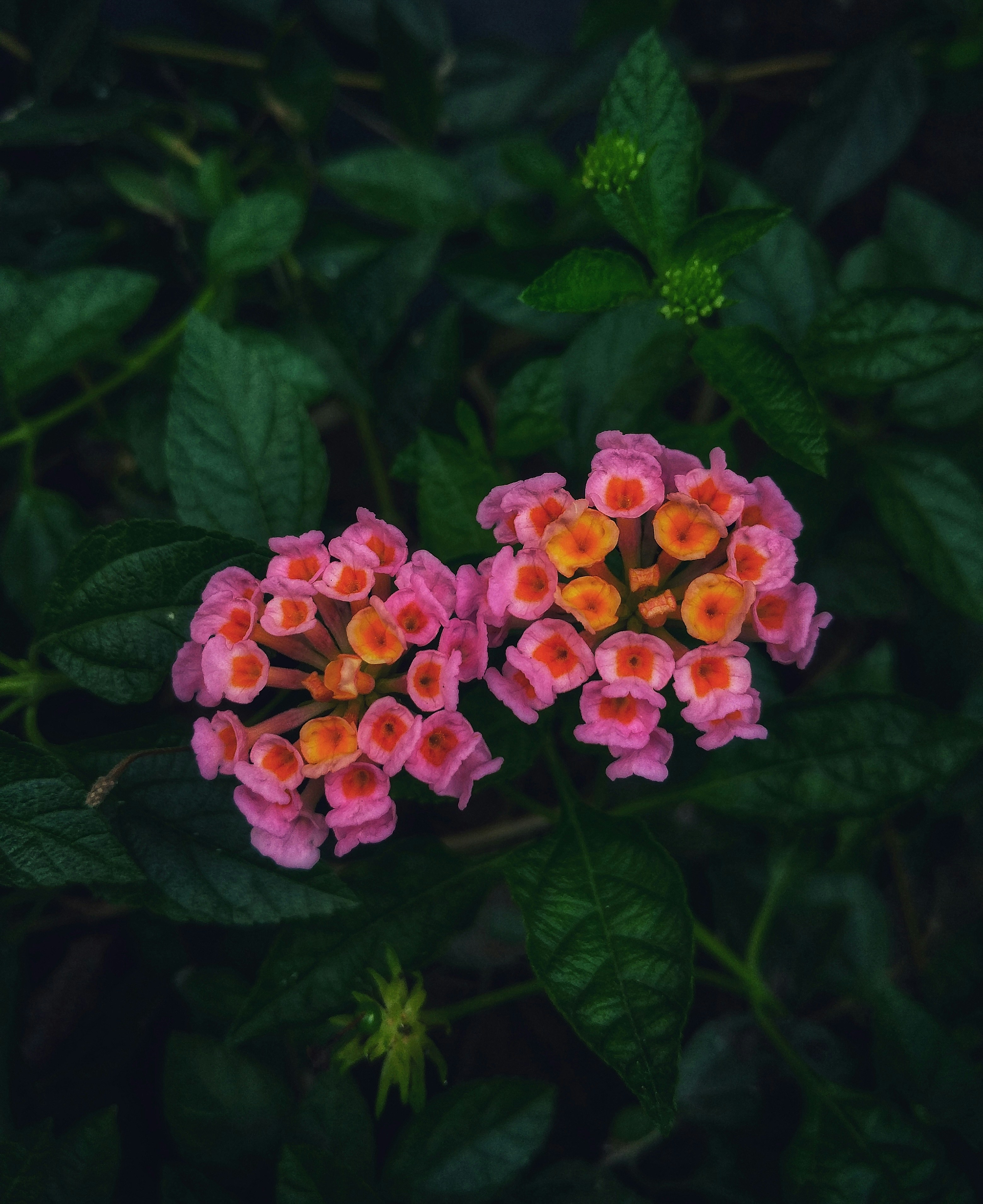 Close-up of pink and orange lantana blossoms set against dark green foliage in muted shade.