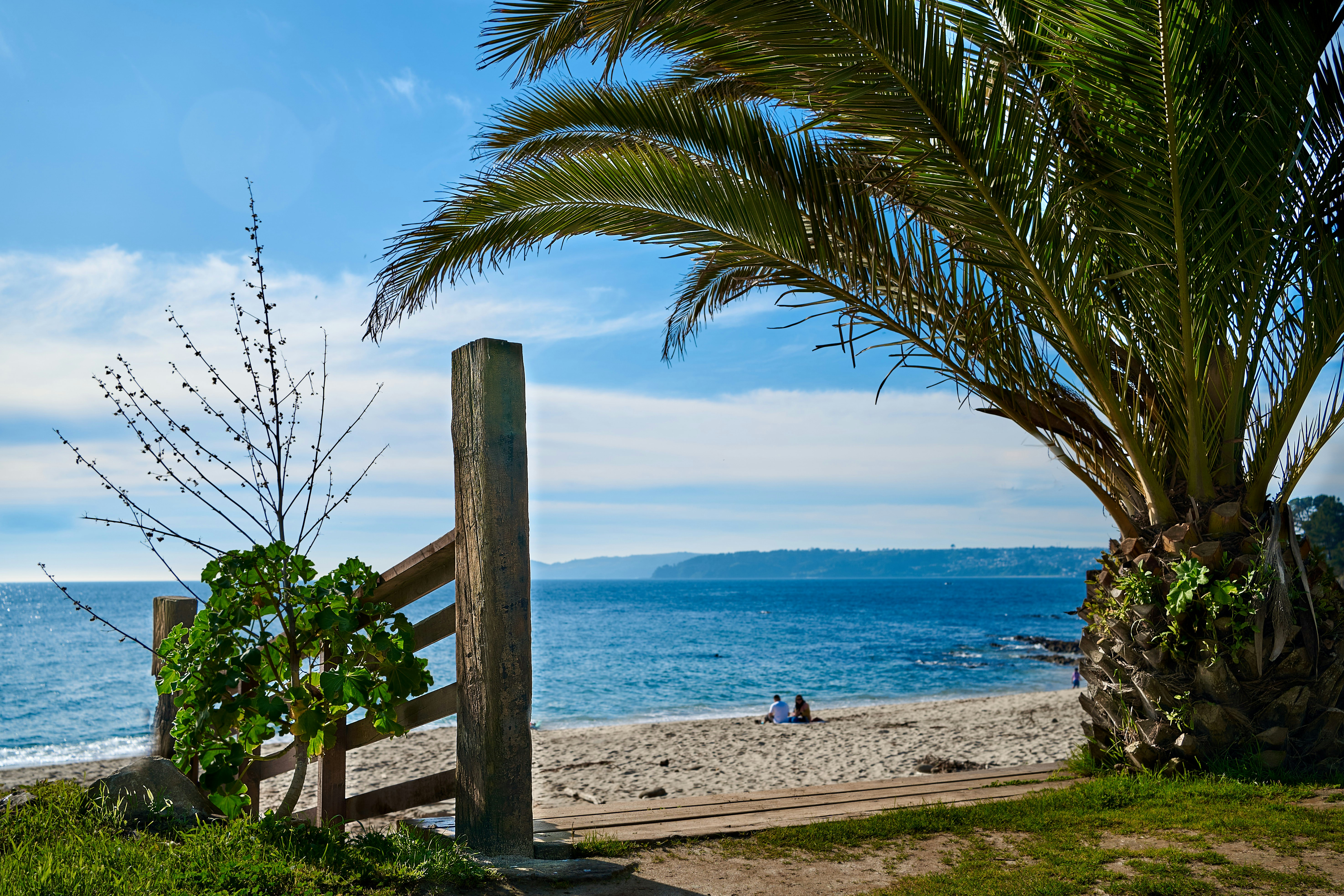 Palm-Framed Shoreline: Quiet Horizon by a Weathered Post