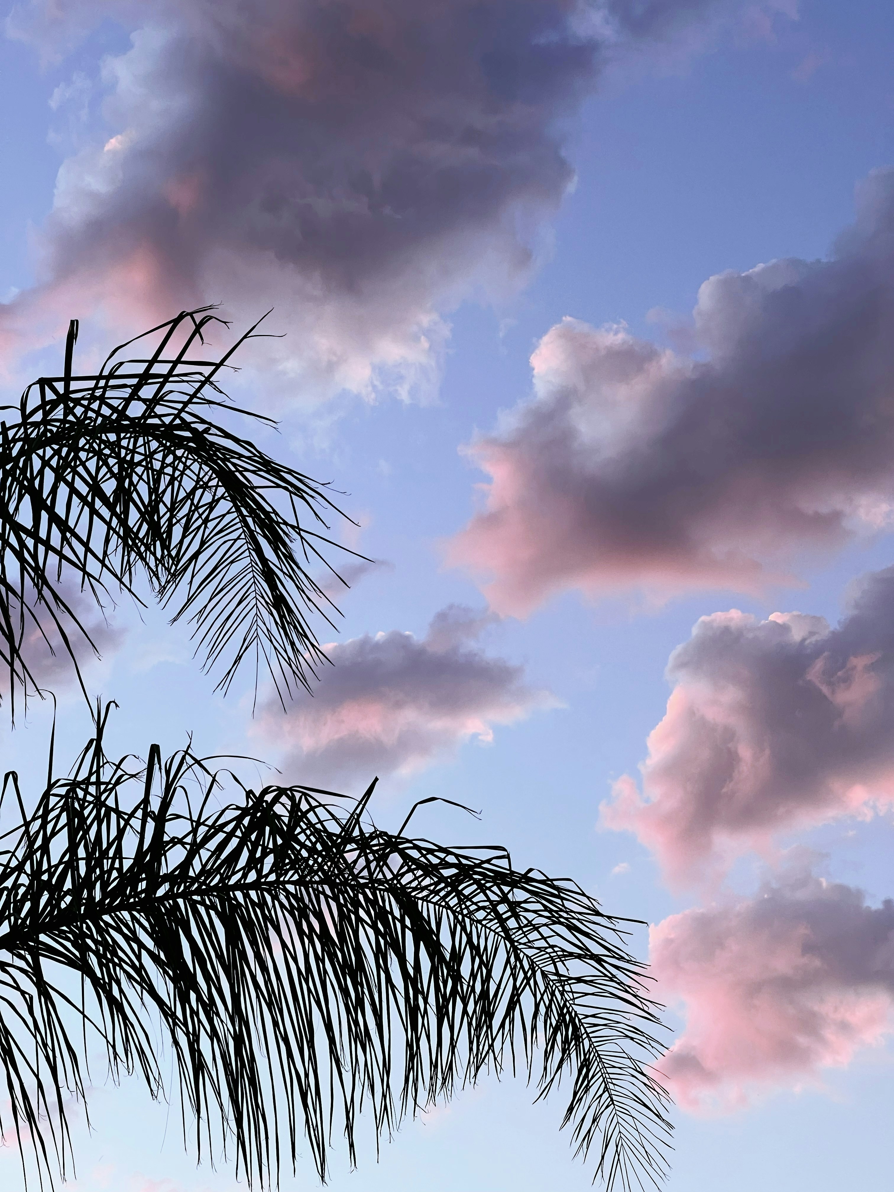 Whispers of Dusk: Pink Clouds and Palm Leaves