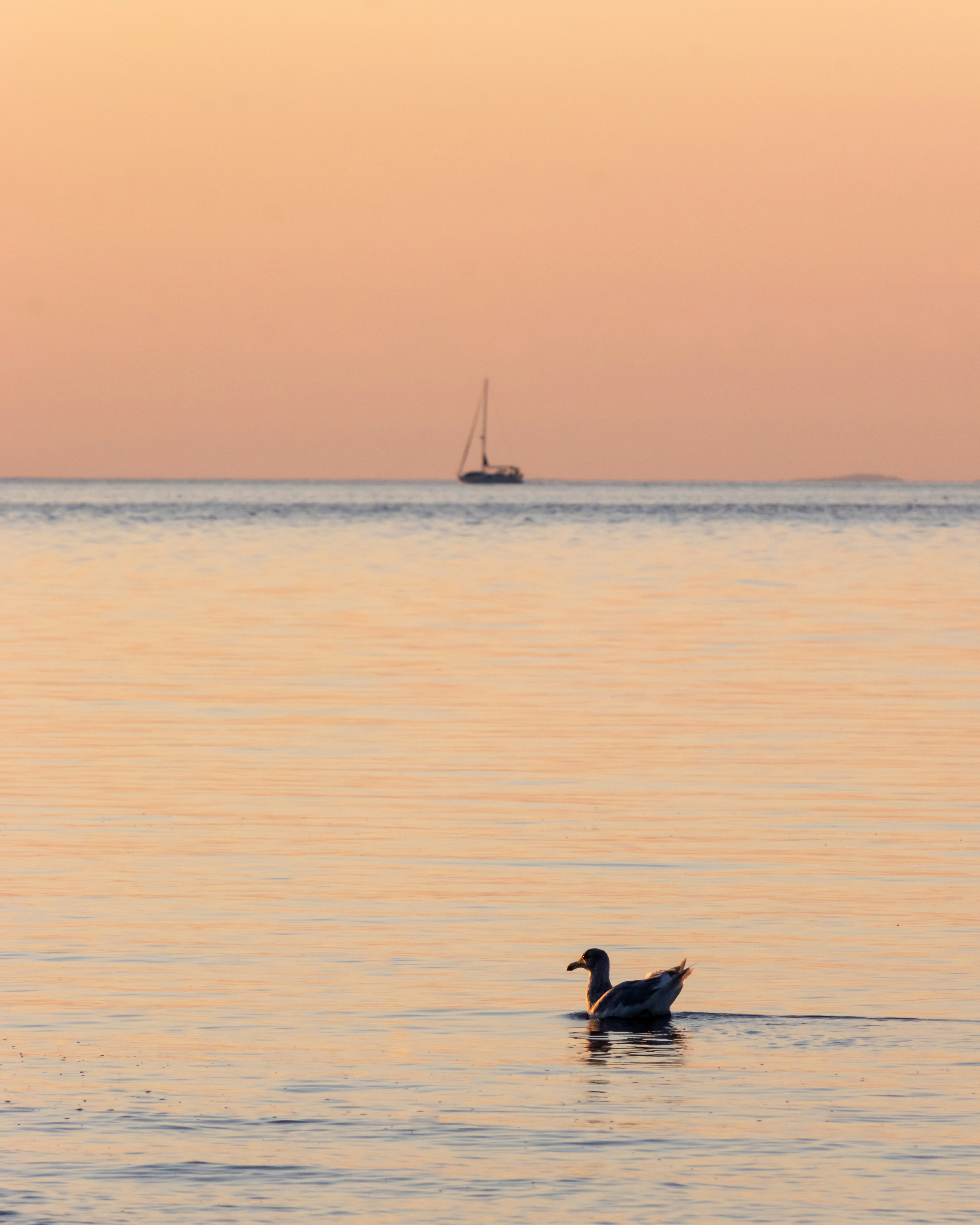 duck floating on the water with sailboat in the distance