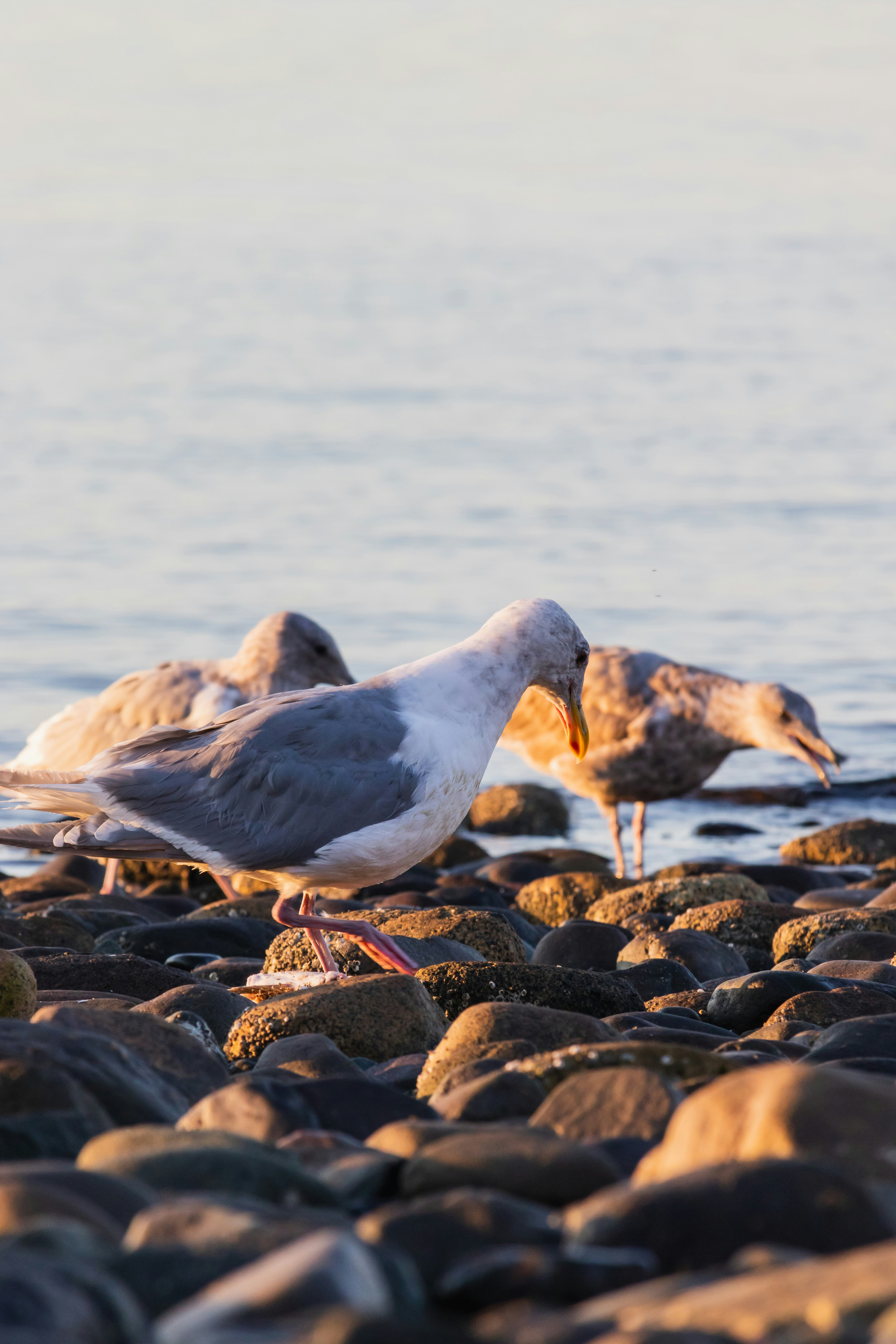 HD photo by Greg Rosenke