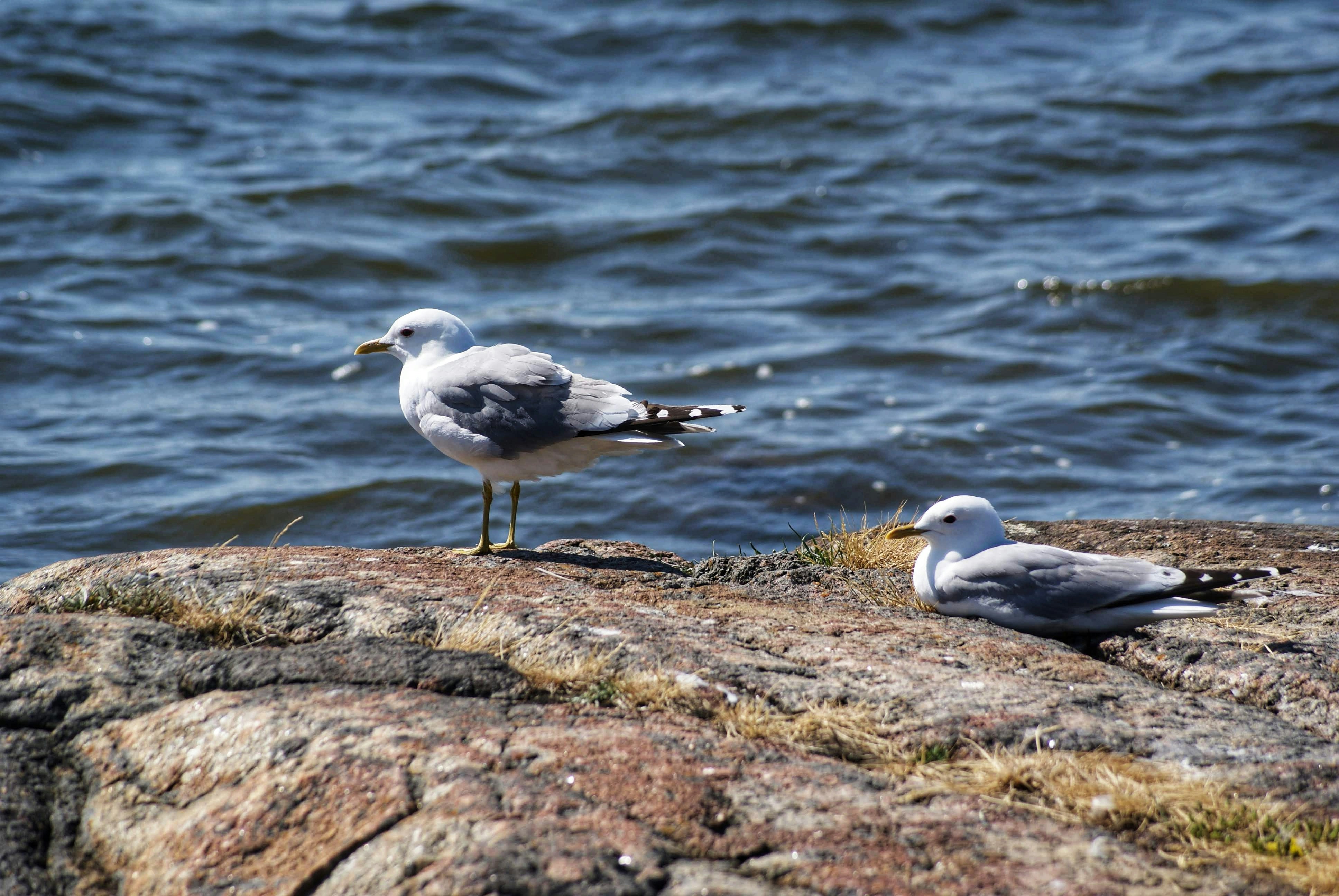 Gull Sentinel on Weathered Granite