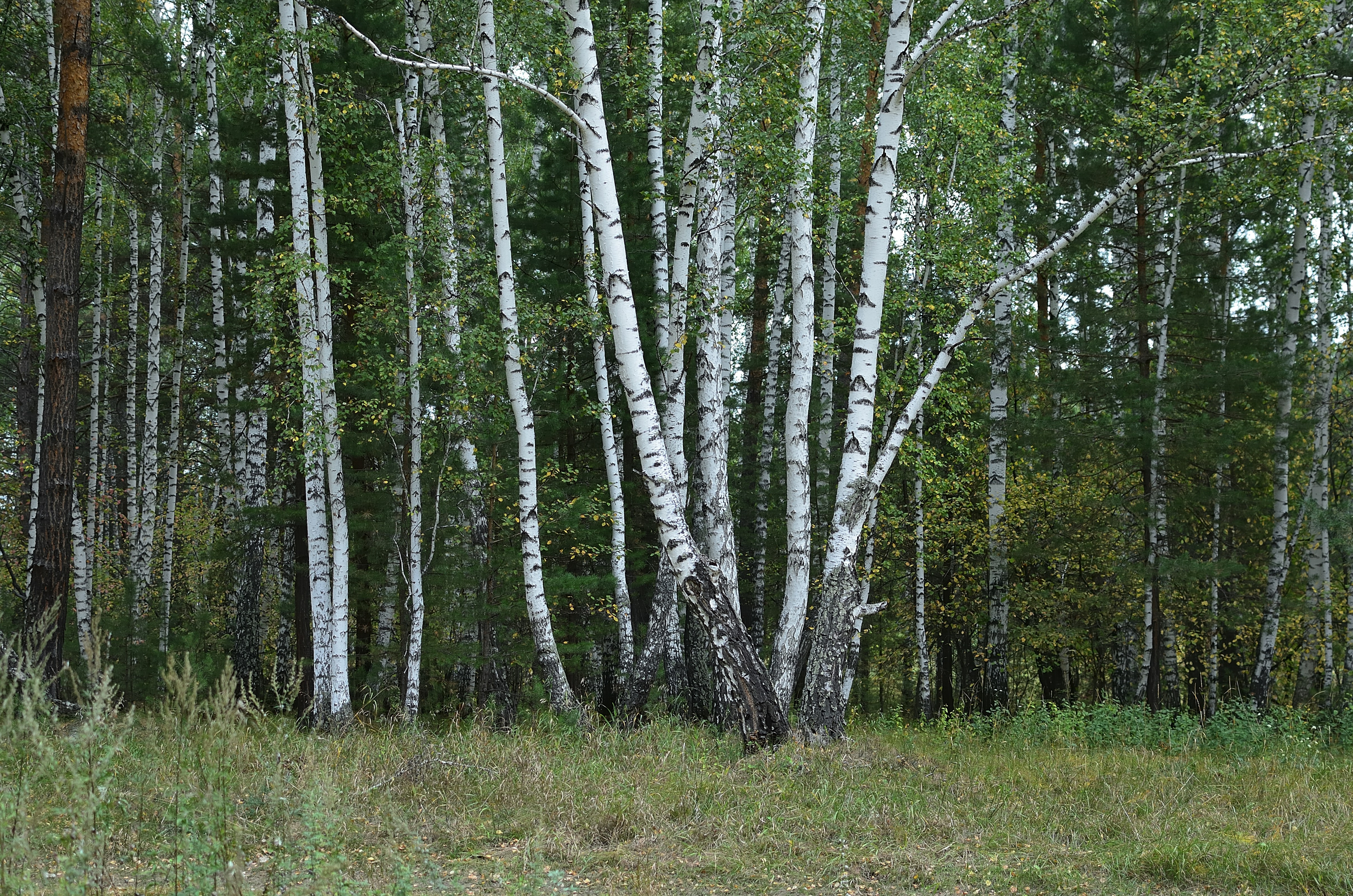 A forest of white trees photo – Free Russia Image on Unsplash