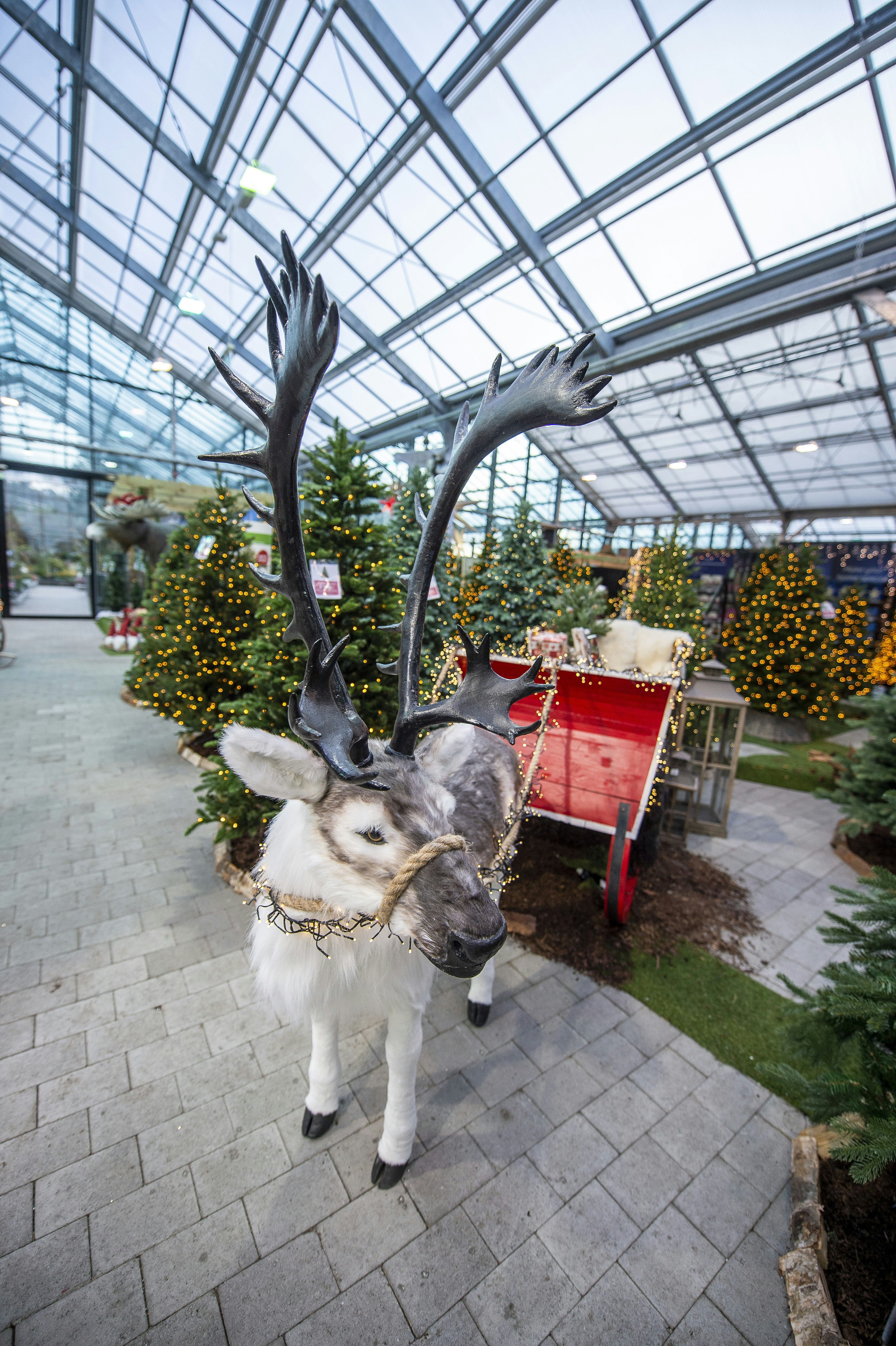 Antlered Traveler in a Glass Atrium: Christmas Market Montage
