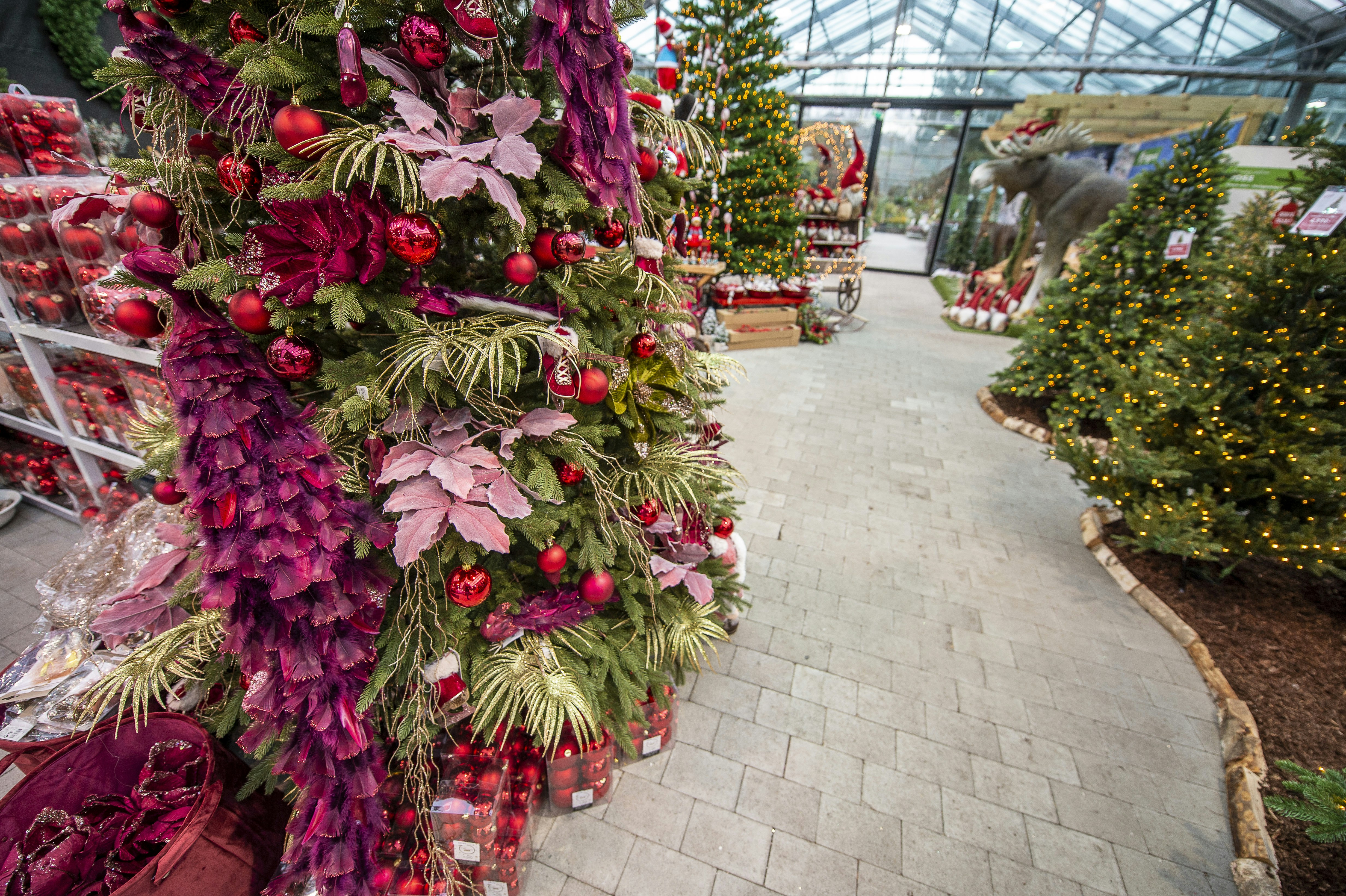 Festive Front Display: A Christmas Aroma of Red and Green