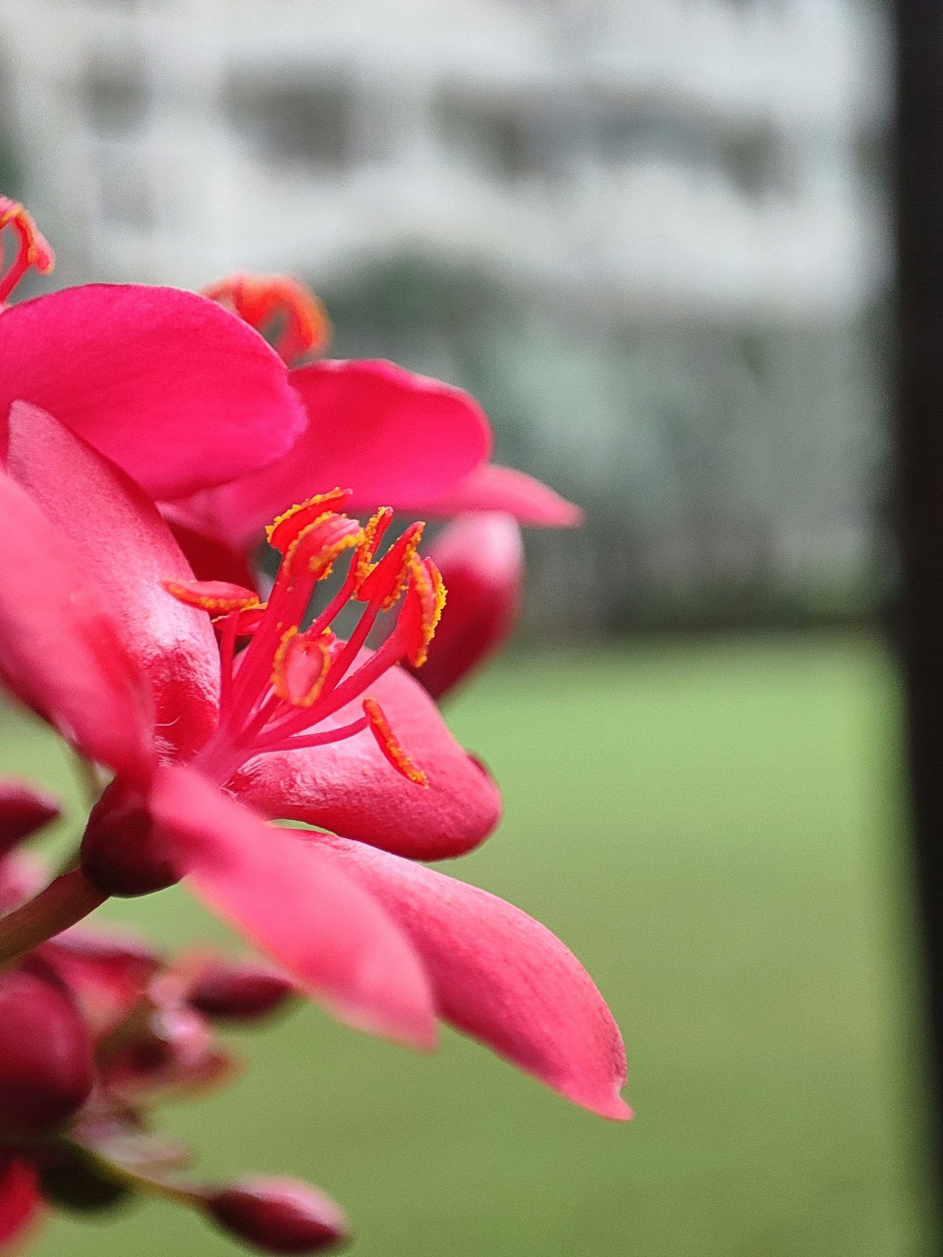 Crimson Petals, Golden Stamen: A Close-Up Portrait of a Pink Bloom