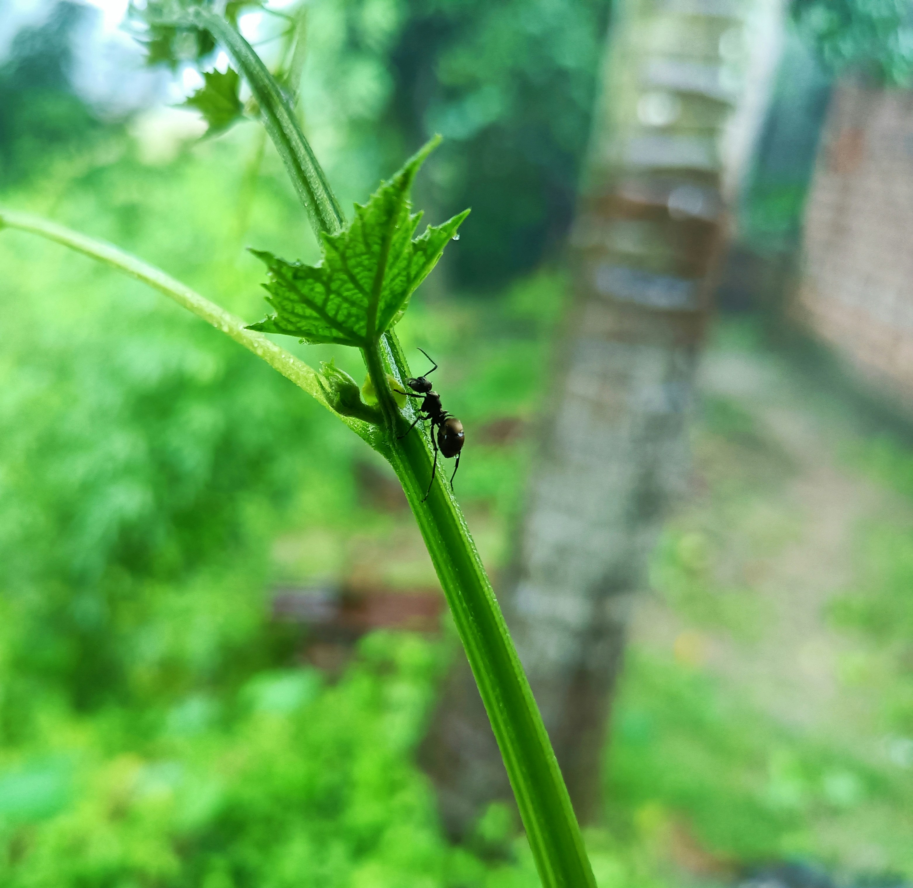 A bug on a plant photo – Free Plant Image on Unsplash