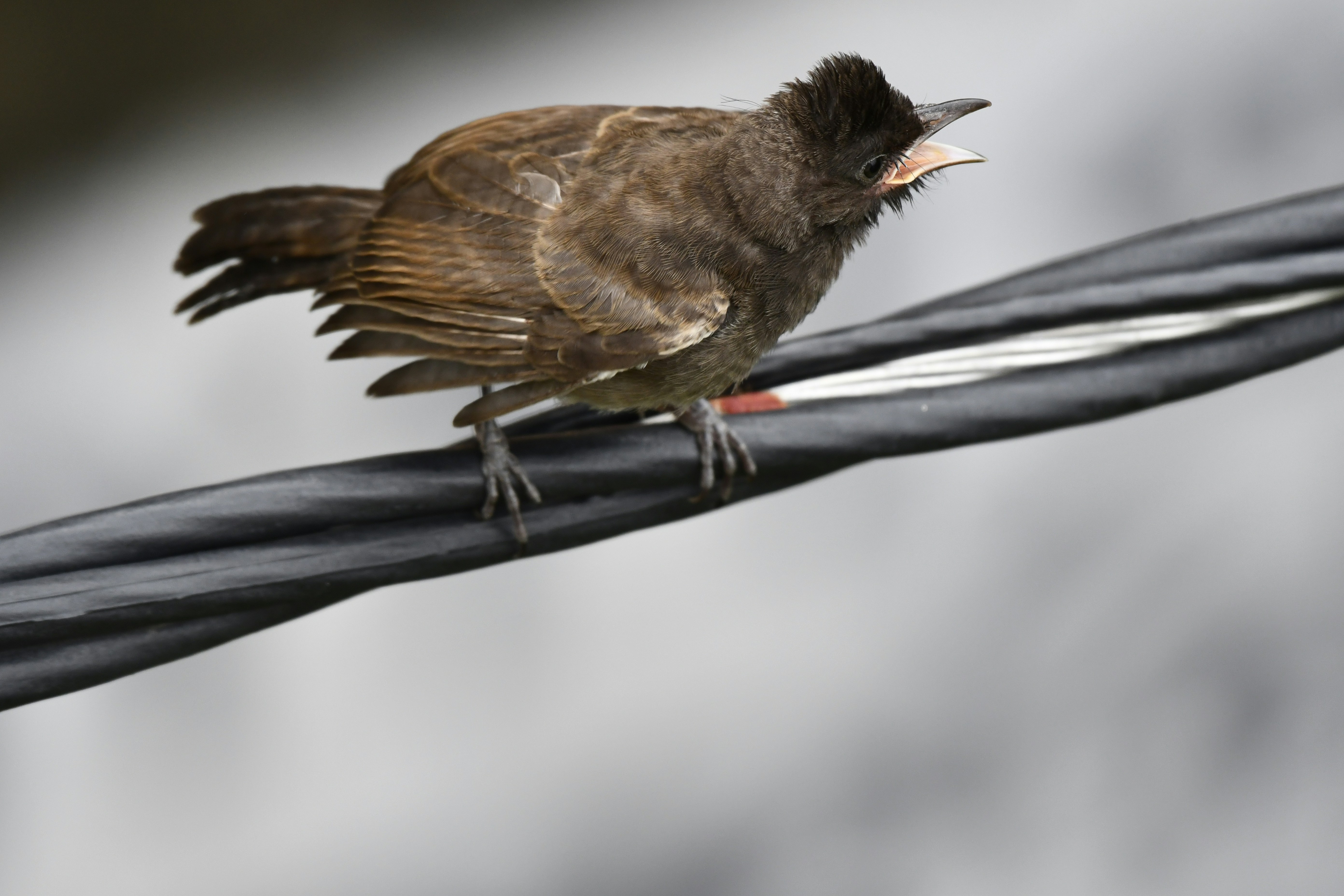 Perched on a Cable: A Juvenile Brown Bird Breaks Silence