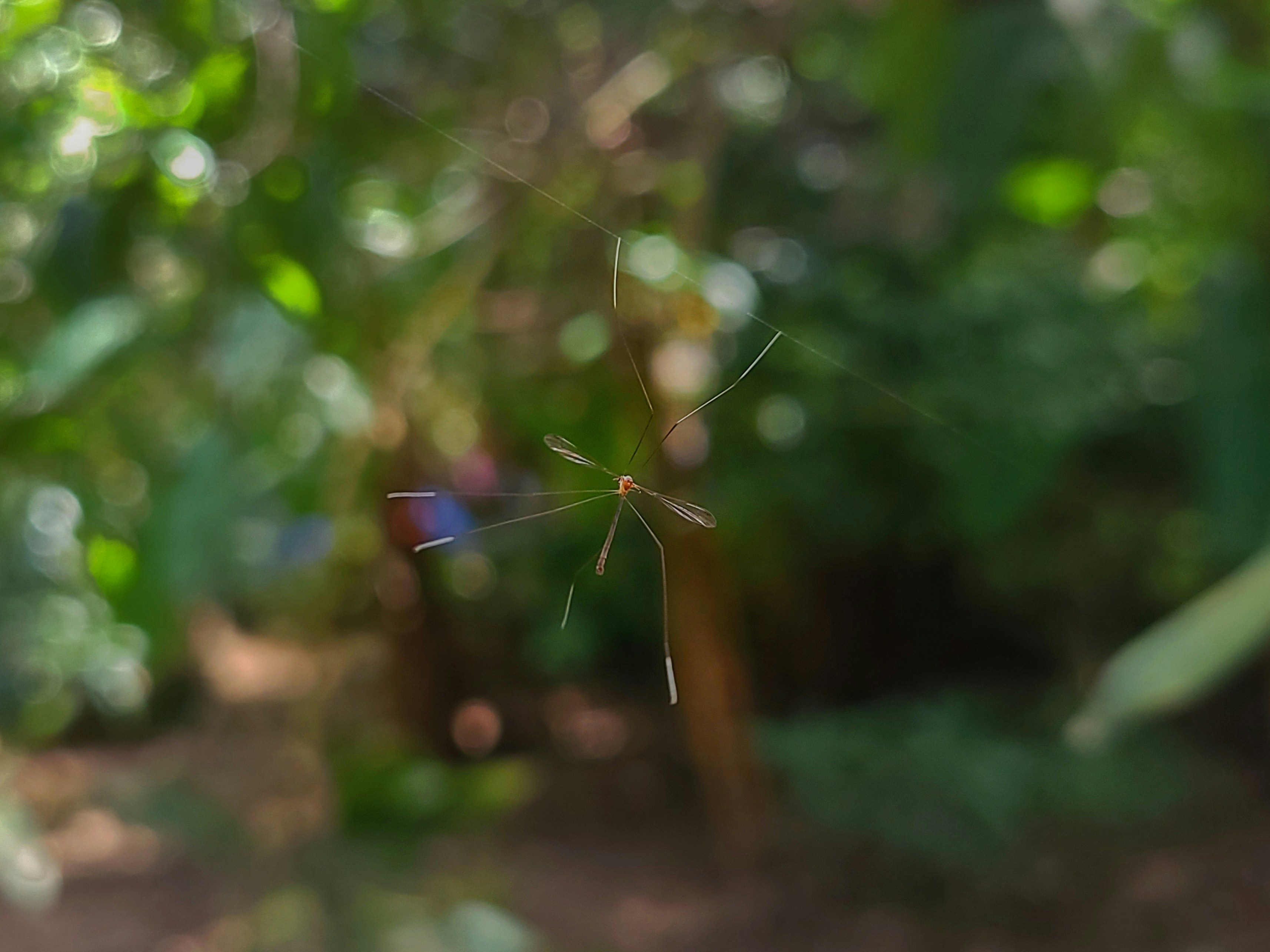 Delicate Silk: a spiderweb's tremor in dappled woodland light
