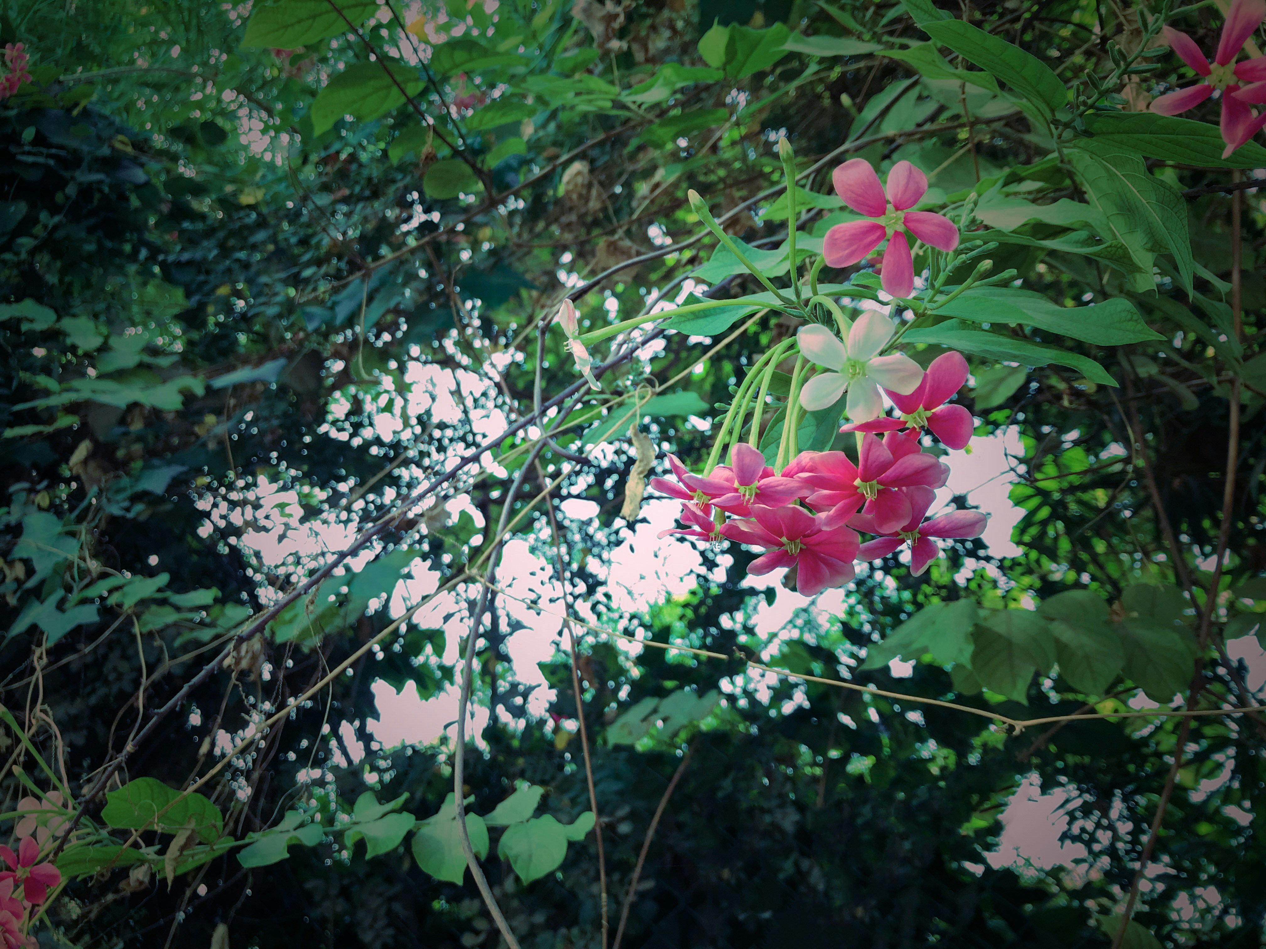 Delicate pink and white flowers intertwine among lush green foliage, creating a serene natural tapestry.