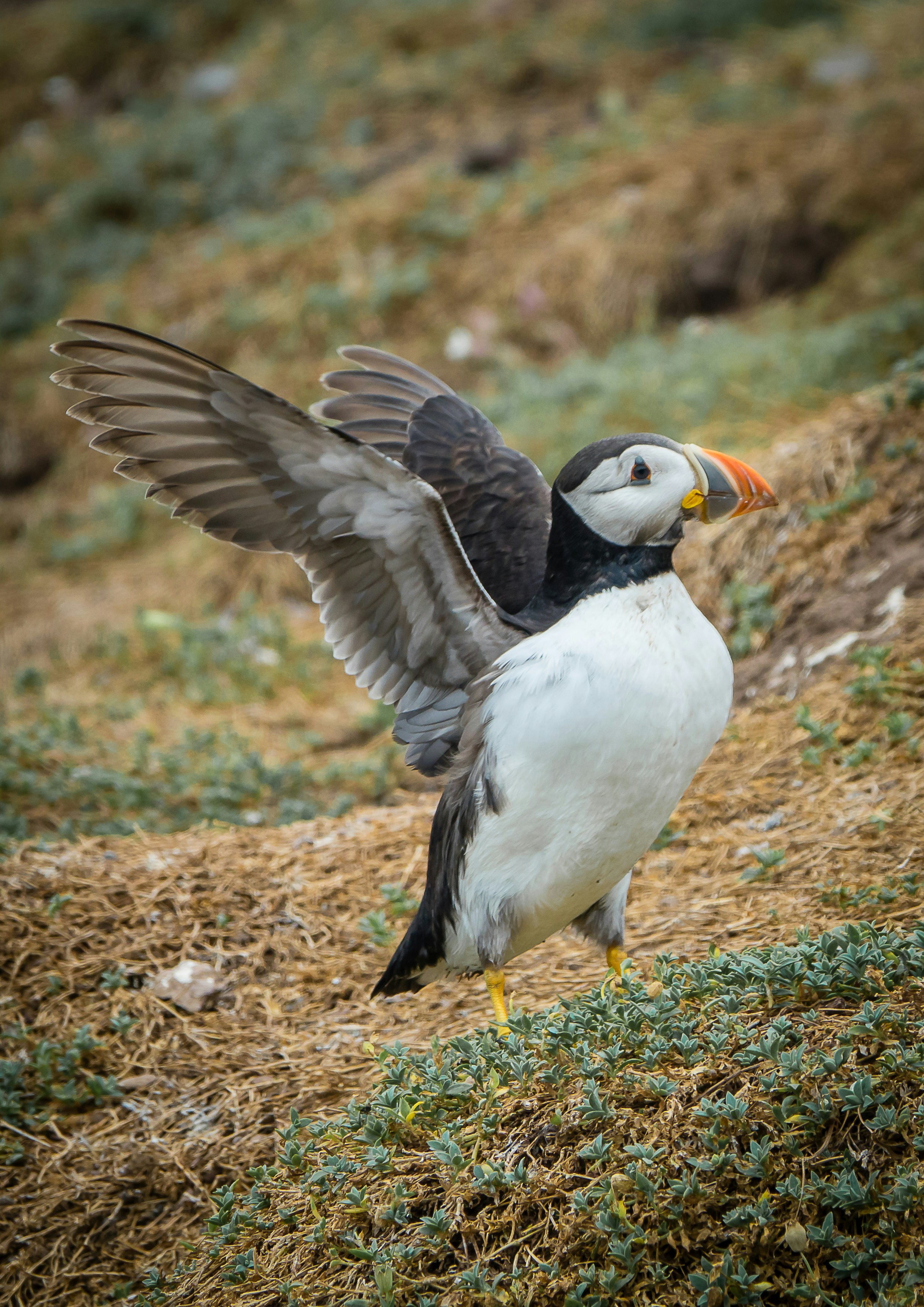 Puffin in Mid-Wing Spread on a Mossy Coastal Slope