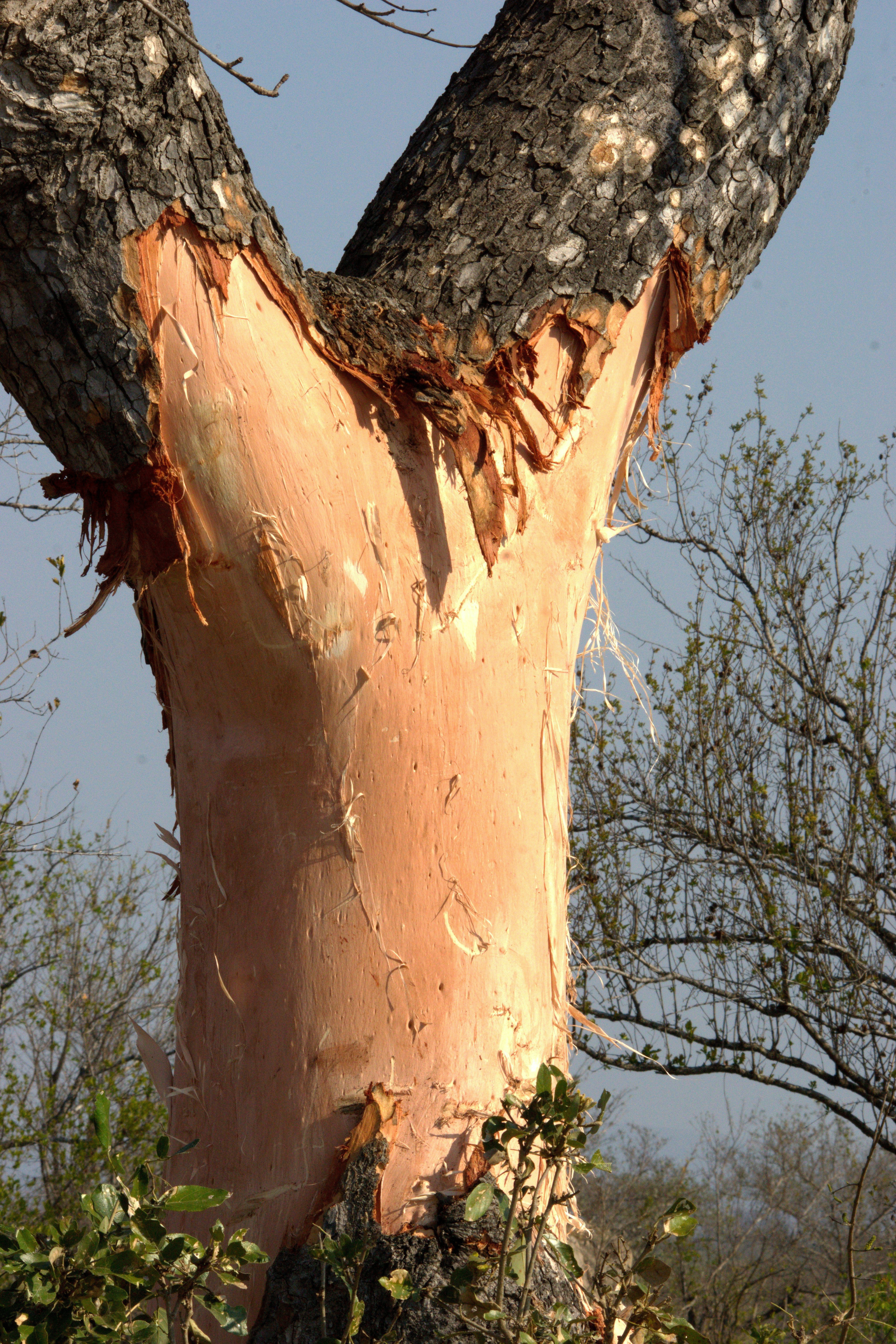 A tree trunk with a hole in it photo – Free Kruger national park Image ...