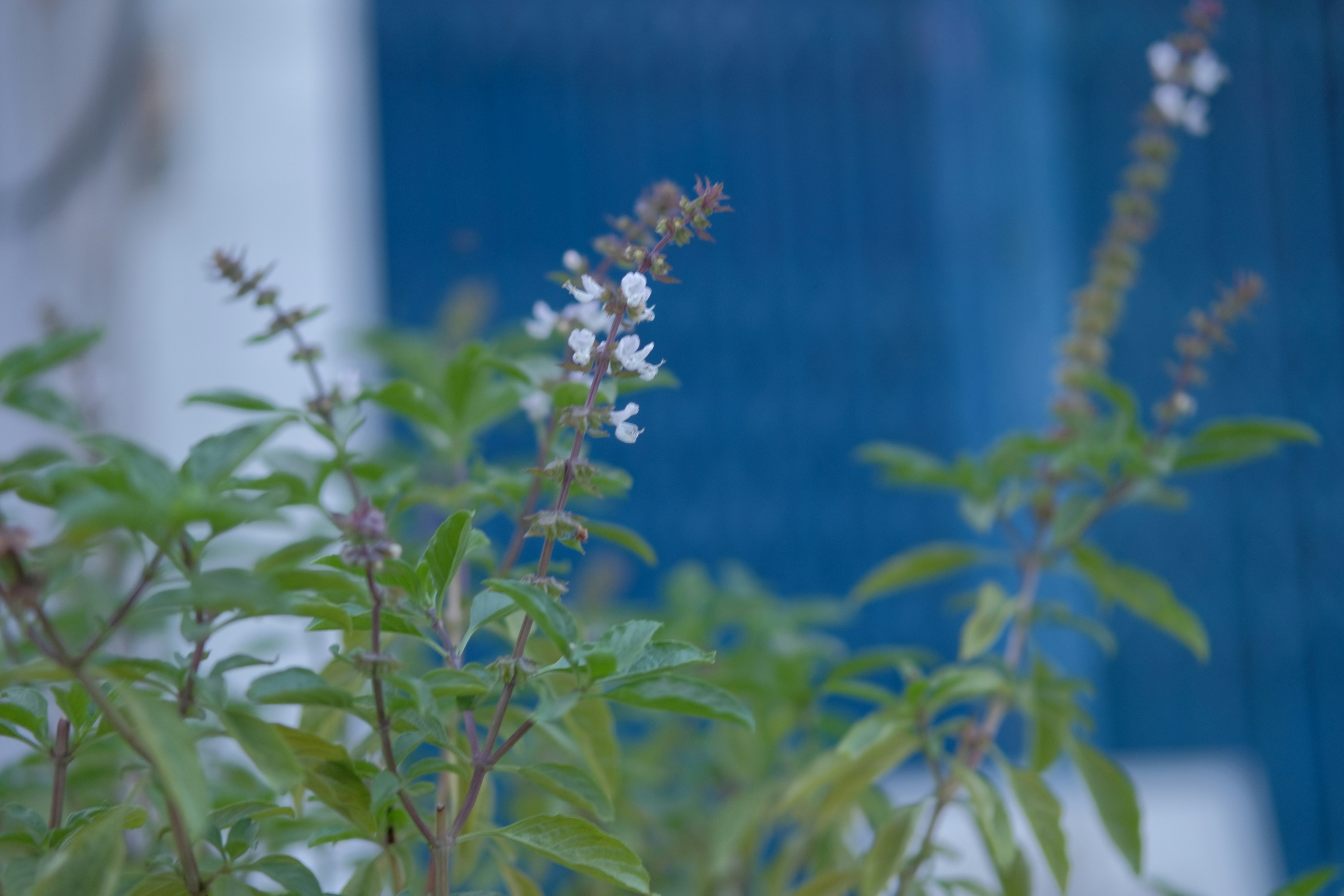 Tender Flower Spires Against a Quiet Blue Wall