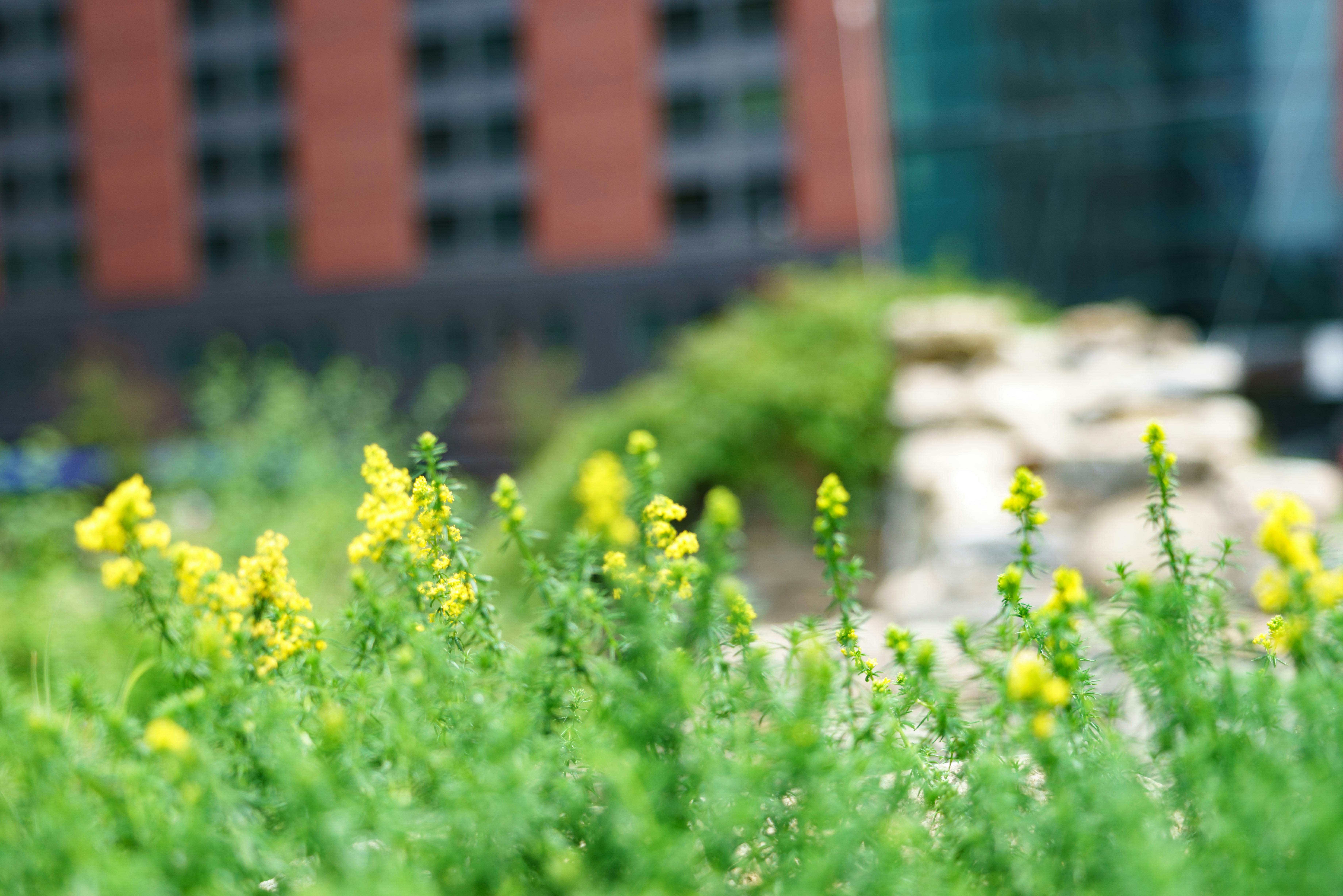 Close-up of yellow wildflowers in the foreground with a blurred urban building in the background. The scene emphasizes depth of field and natural contrast within an urban garden setting.