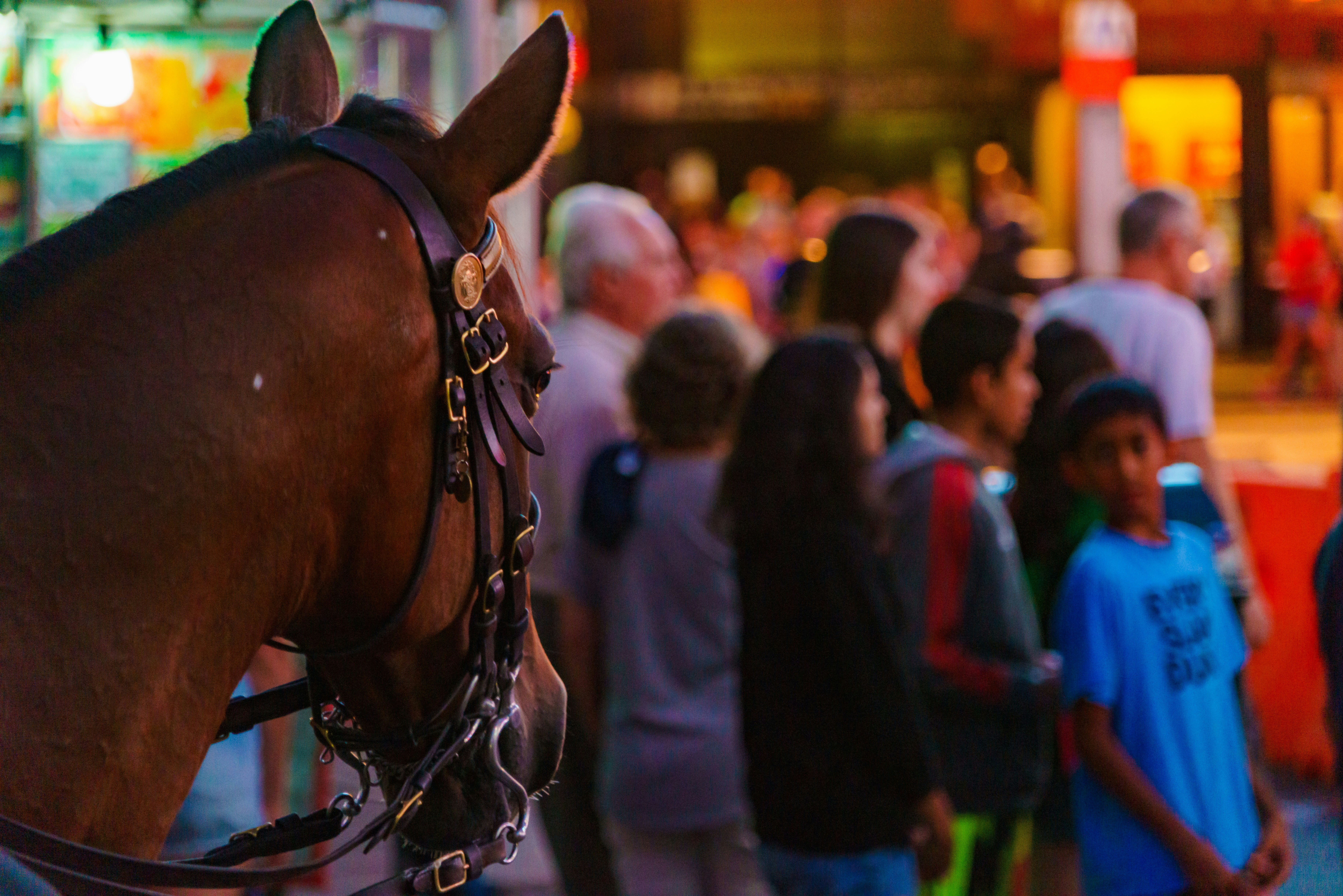 Streetside Gaze: A Horse Framing a Colorful Night Market Crowd