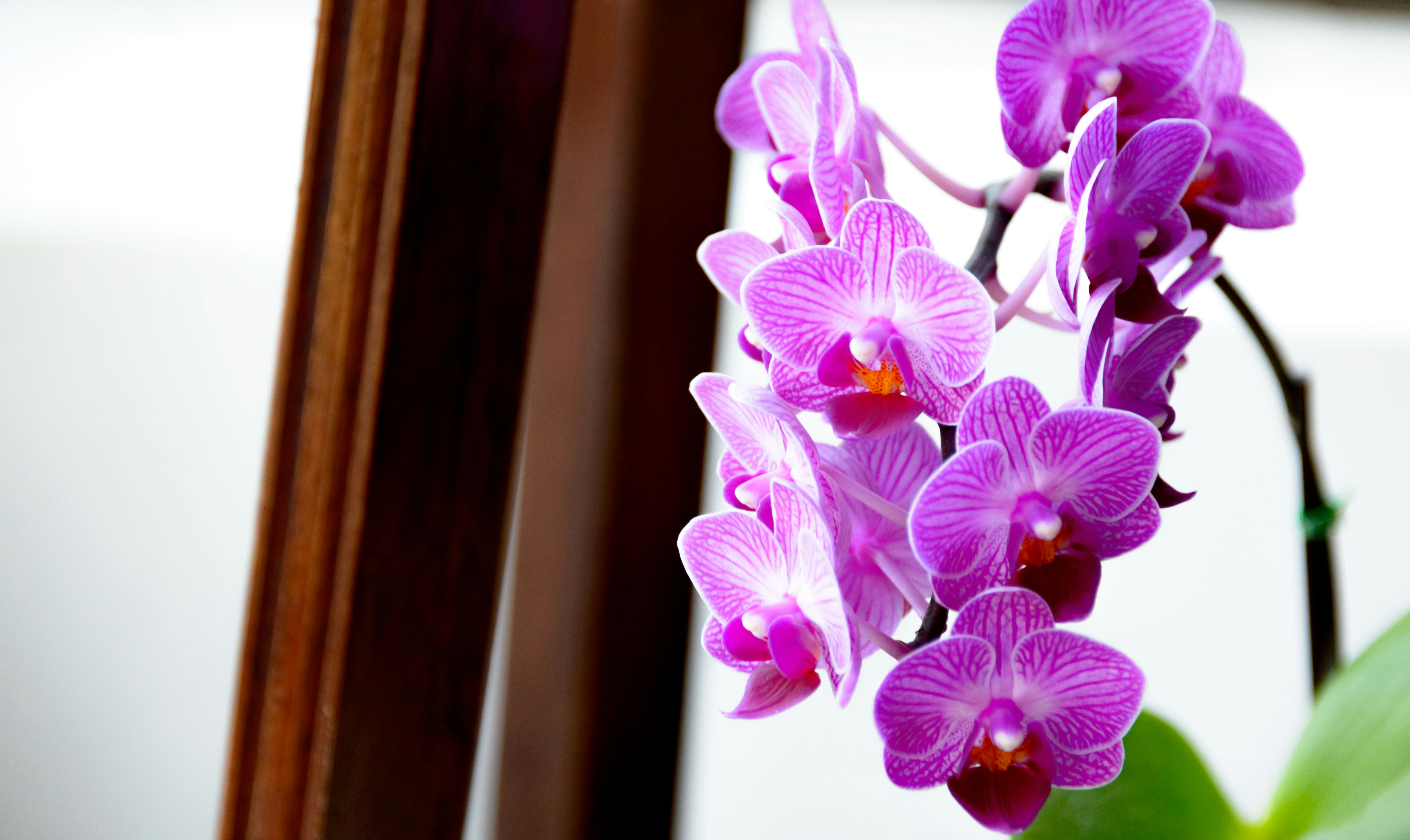 Violet Orchid Nesting by a Wooden Frame, Bathed in Soft Daylight