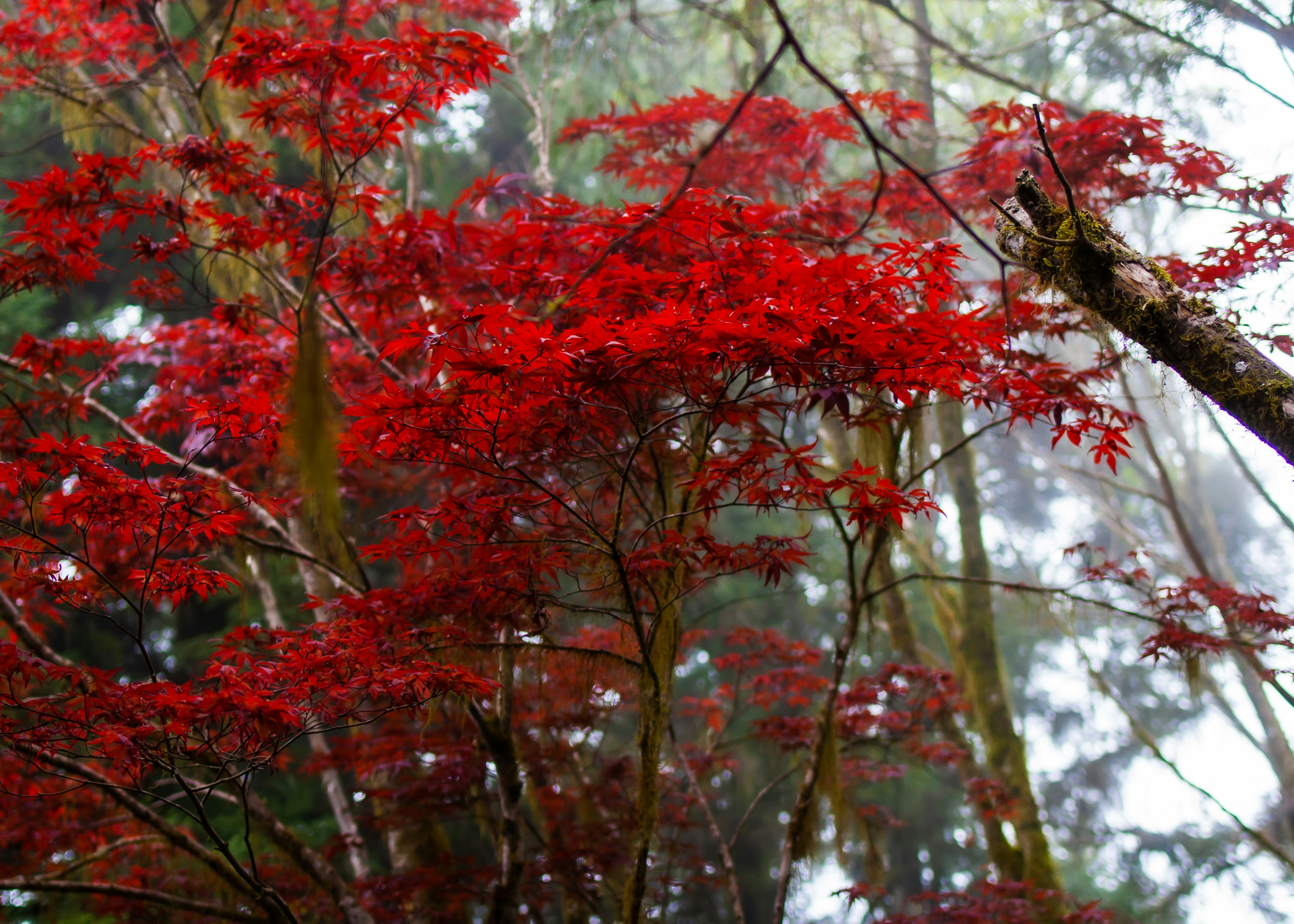 Crimson Canopy in Autumn Mist