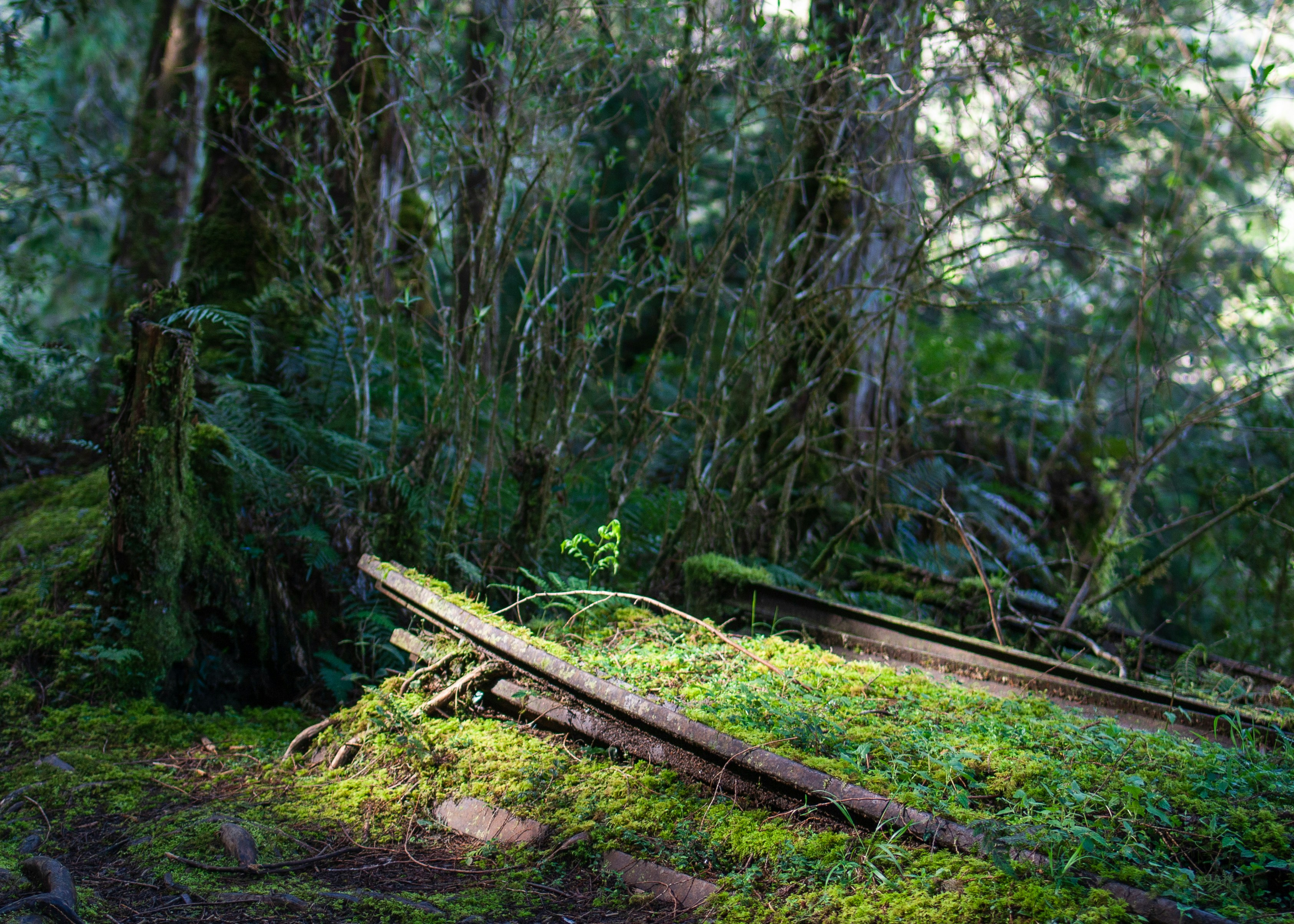 Sunlight illuminates moss-covered wooden planks in a dense forest.