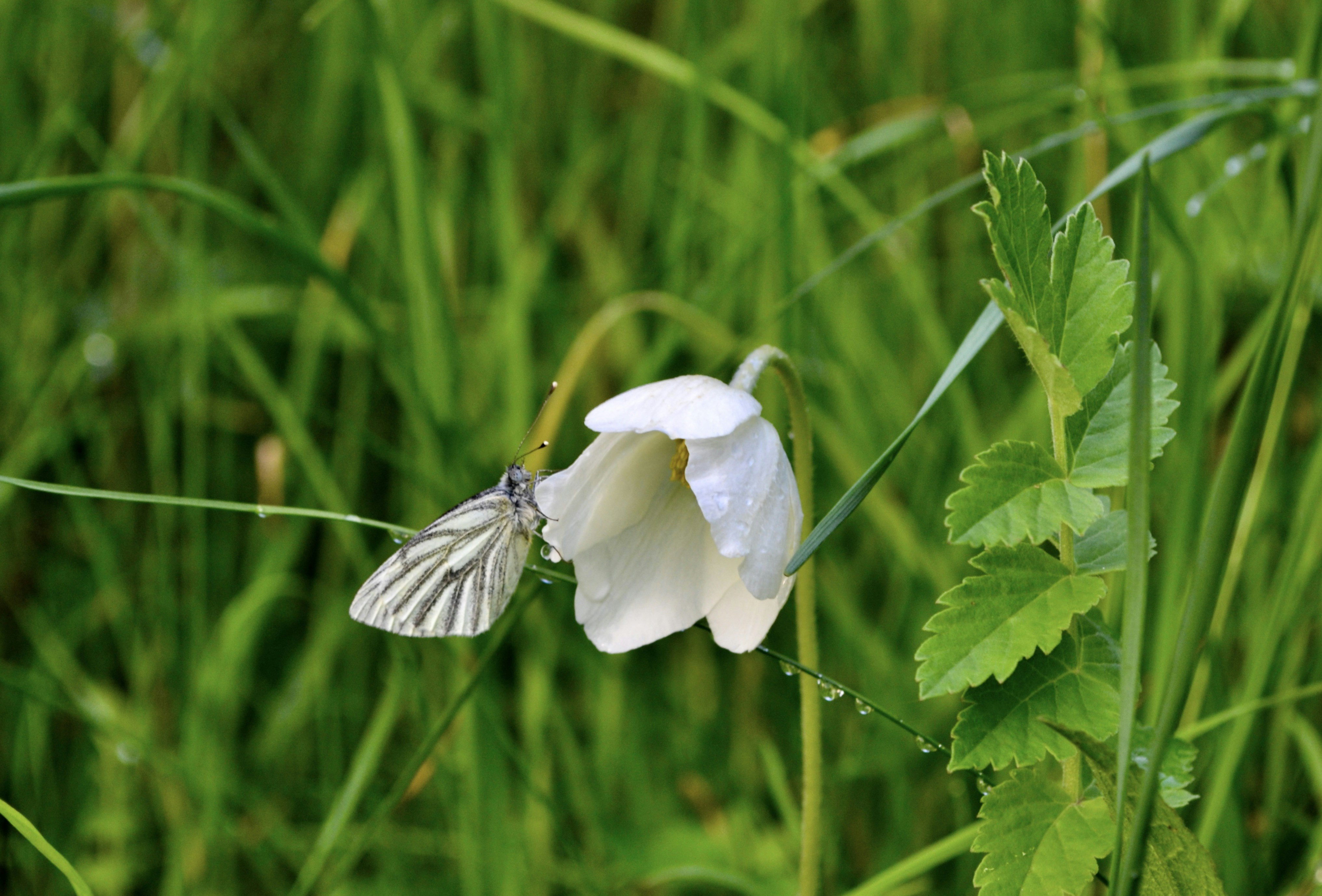Winged Visitor on a White Bellflower in a Meadow