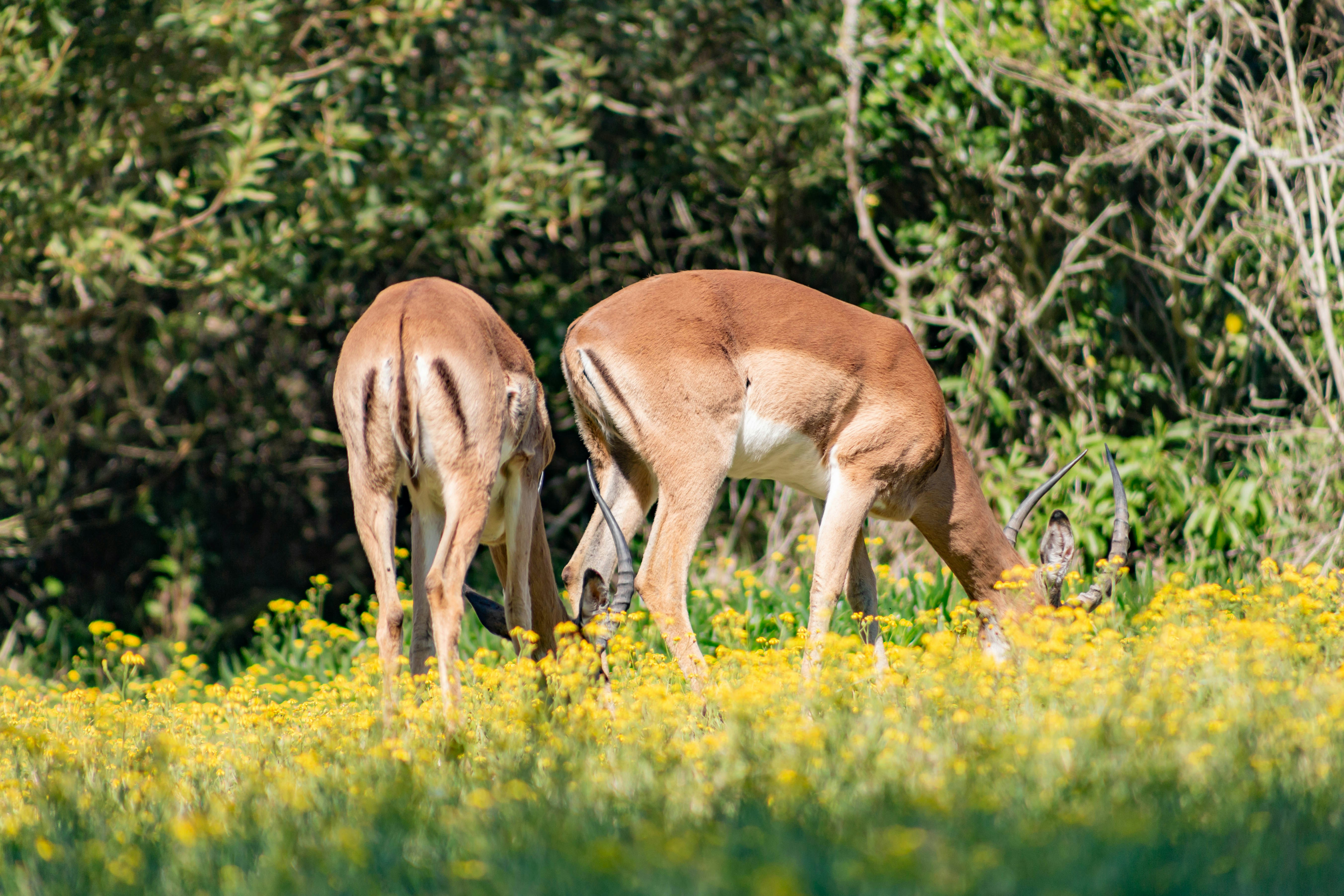 Pasture Graze: Two Deer in a Sunlit Field