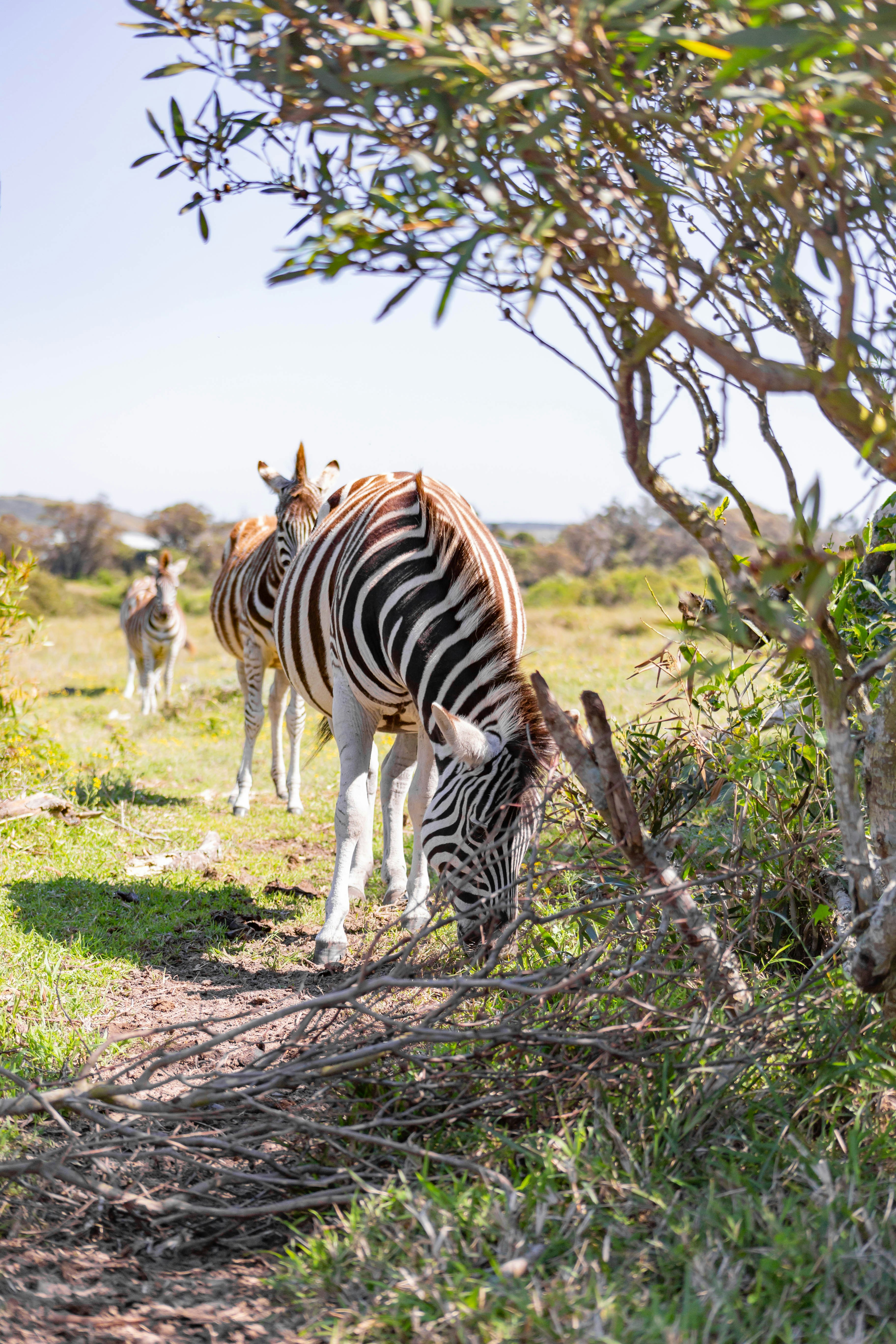 Zebras eating leaves from a tree photo – Free Human Image on Unsplash