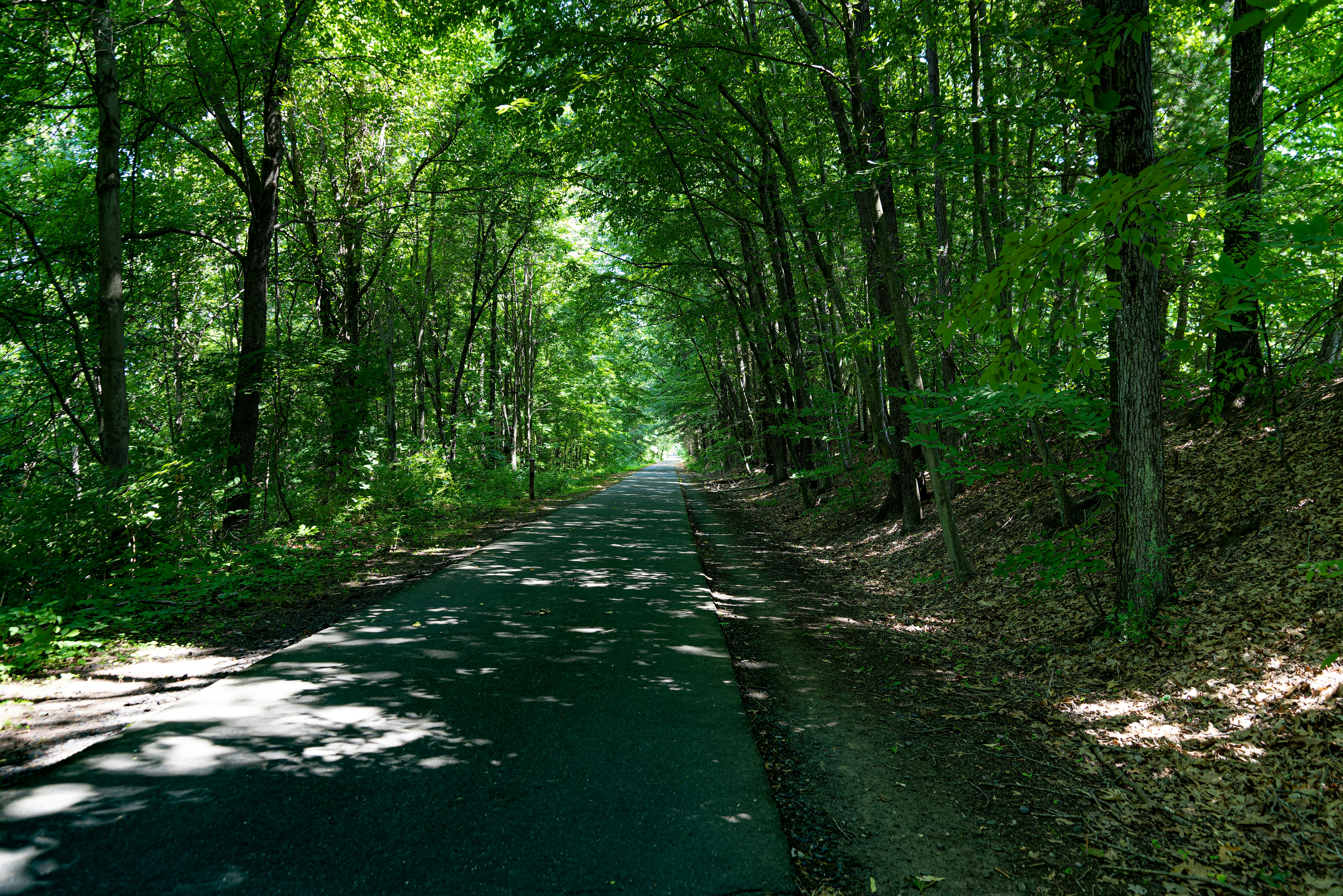 Un chemin à travers une forêt photo – Photo Sentier du patrimoine du ...