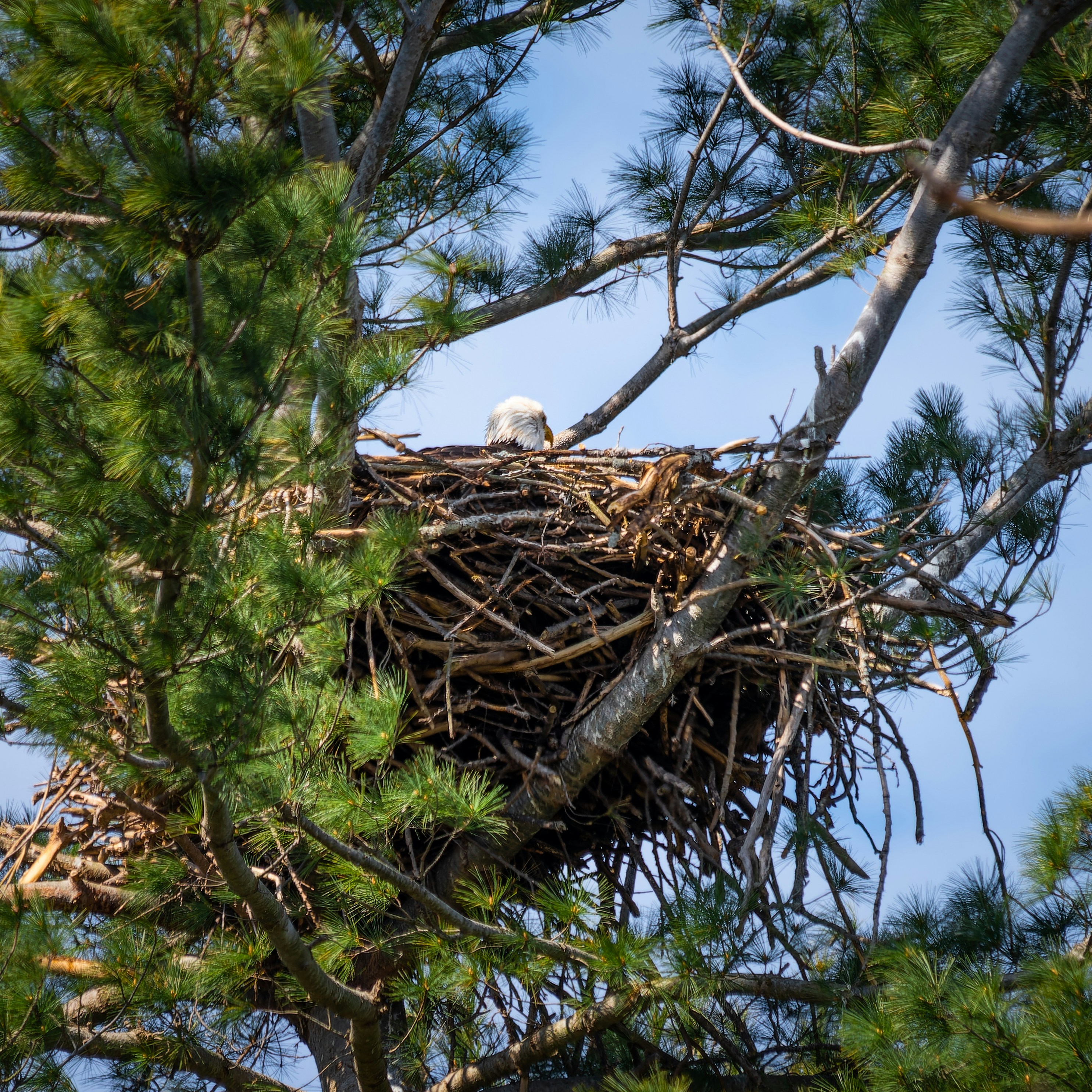 Bald eagle perched in a large nest atop a tree, surrounded by lush green foliage and a clear blue sky.