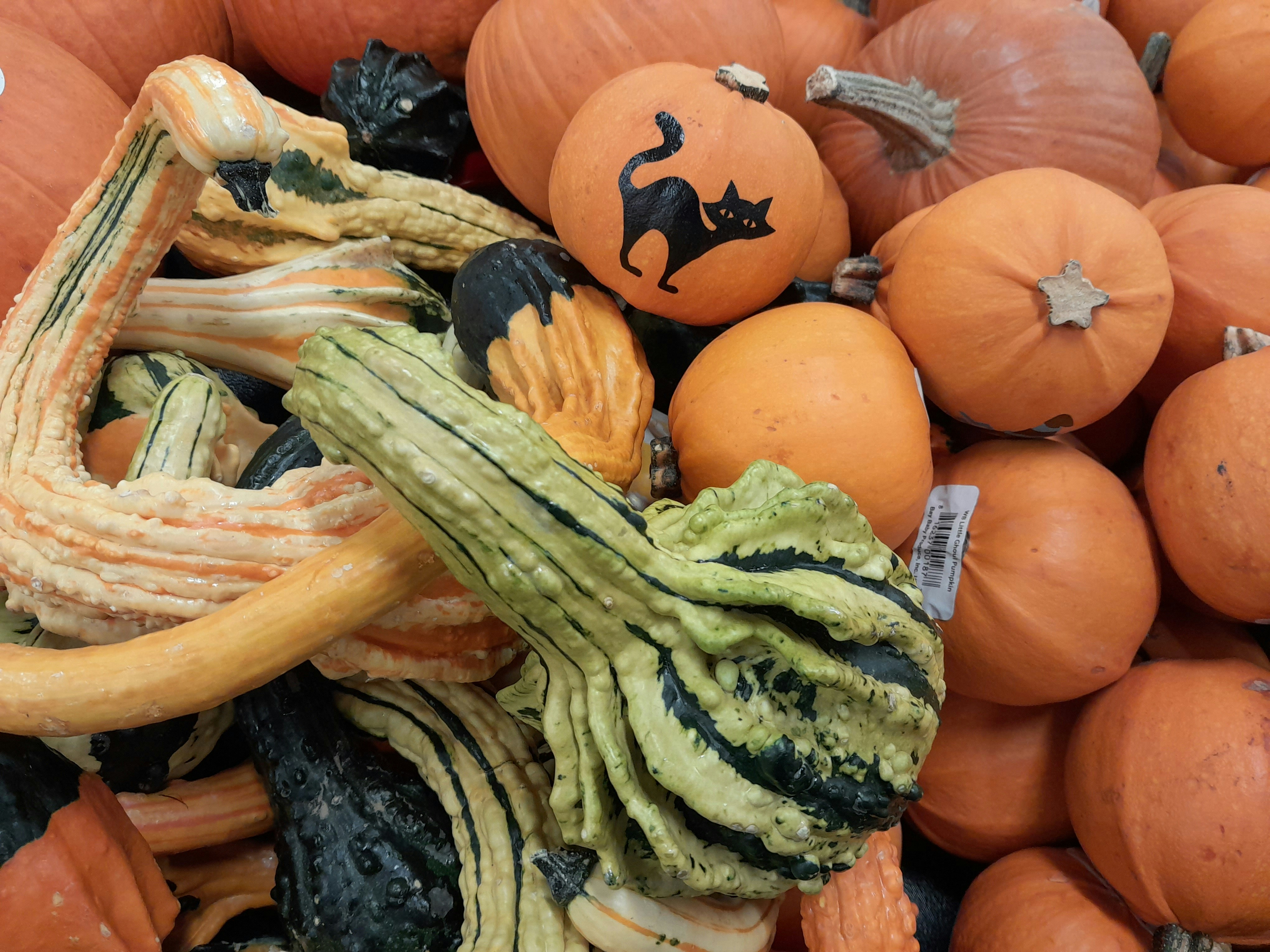 Colorful assortment of decorative gourds and pumpkins, featuring a black cat illustration on one pumpkin, showcasing the essence of autumn harvest.