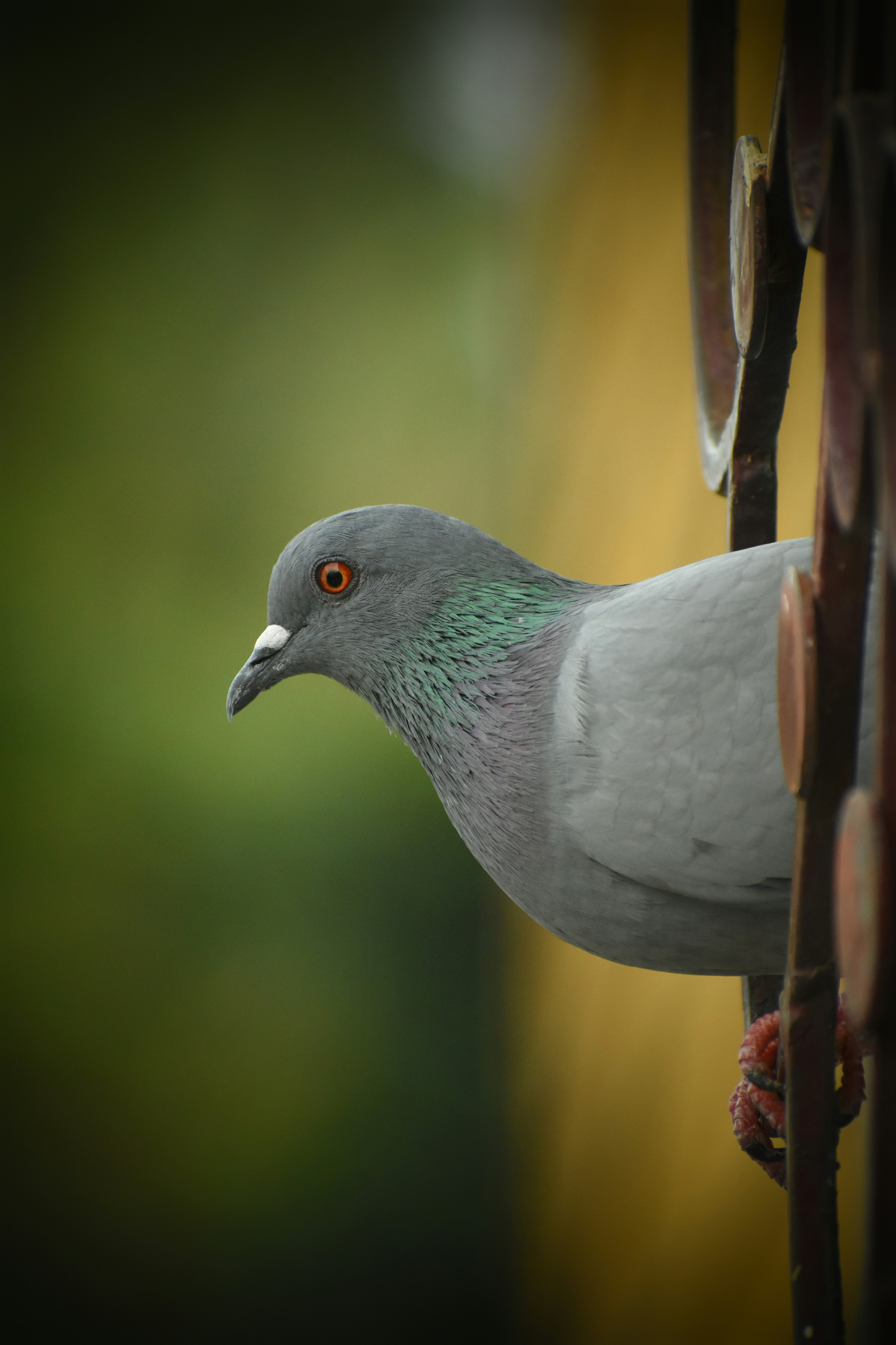 Copper-Eyed Pigeon Peer at a Wrought-Iron Gate