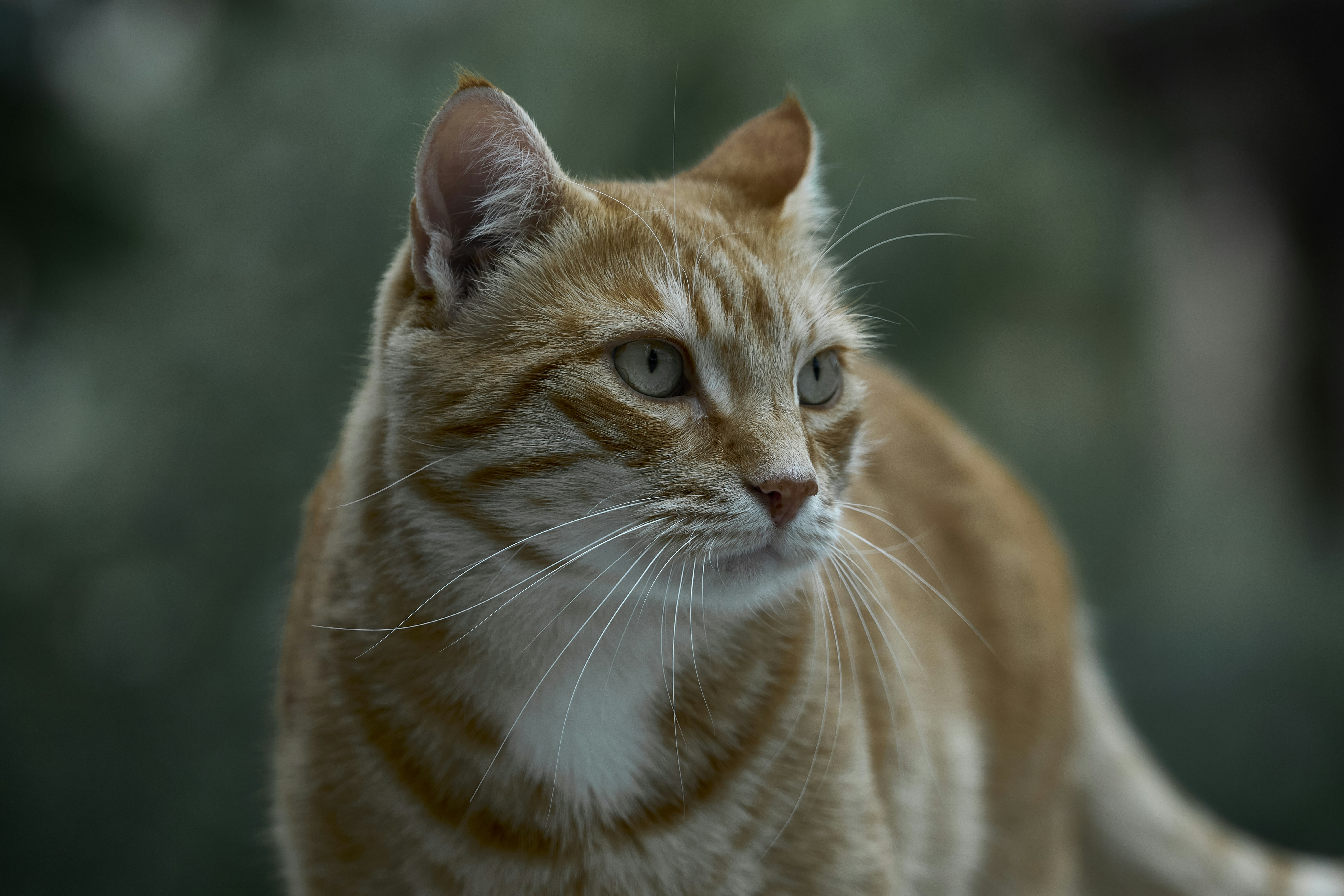 Amber-eyed Sentinel: A Ginger Cat Amid Emerald Bokeh