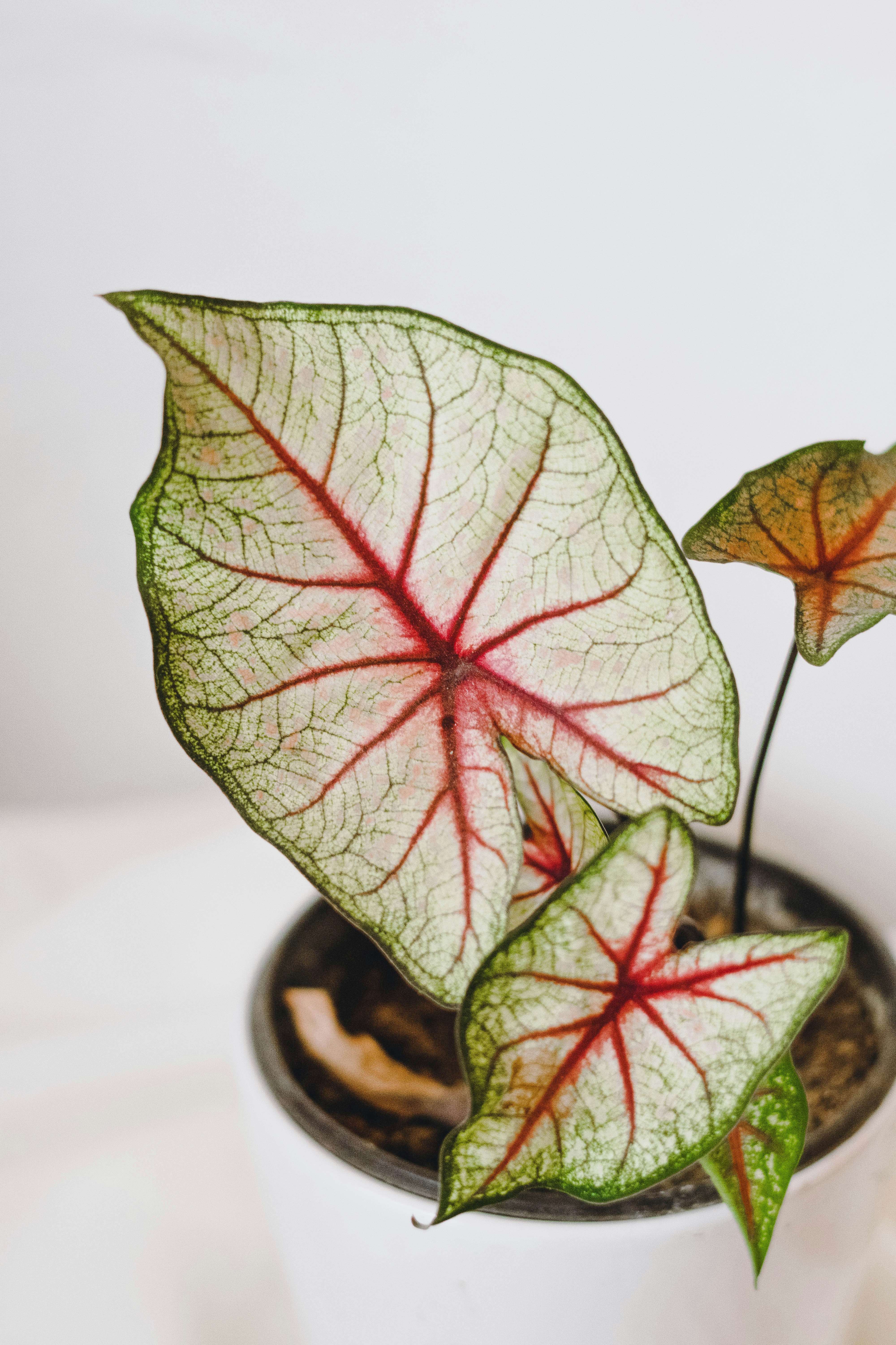 Crystalline Veins: A Close-Up of a Begonia Leaf in Soft Studio Light