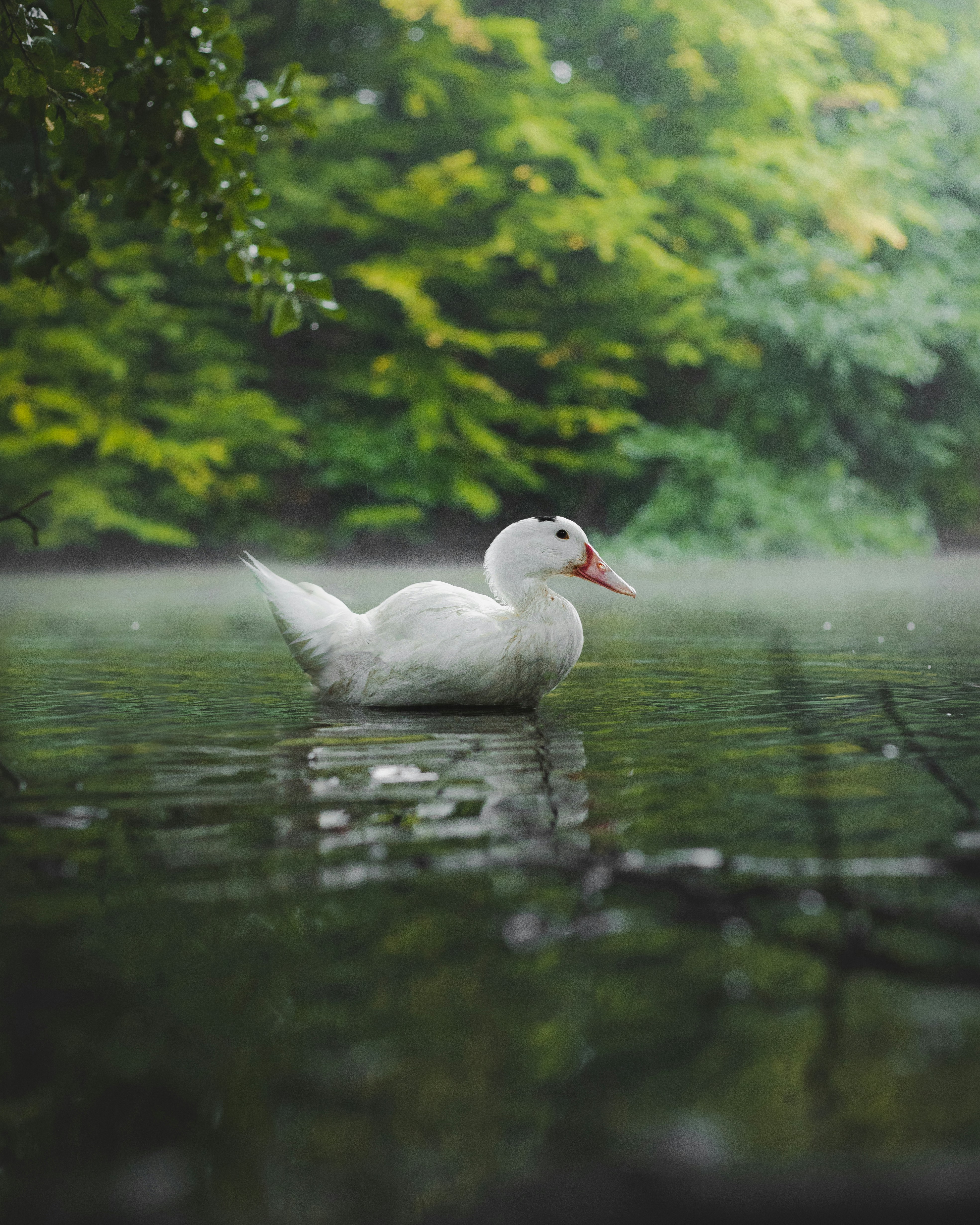Duck on the lake