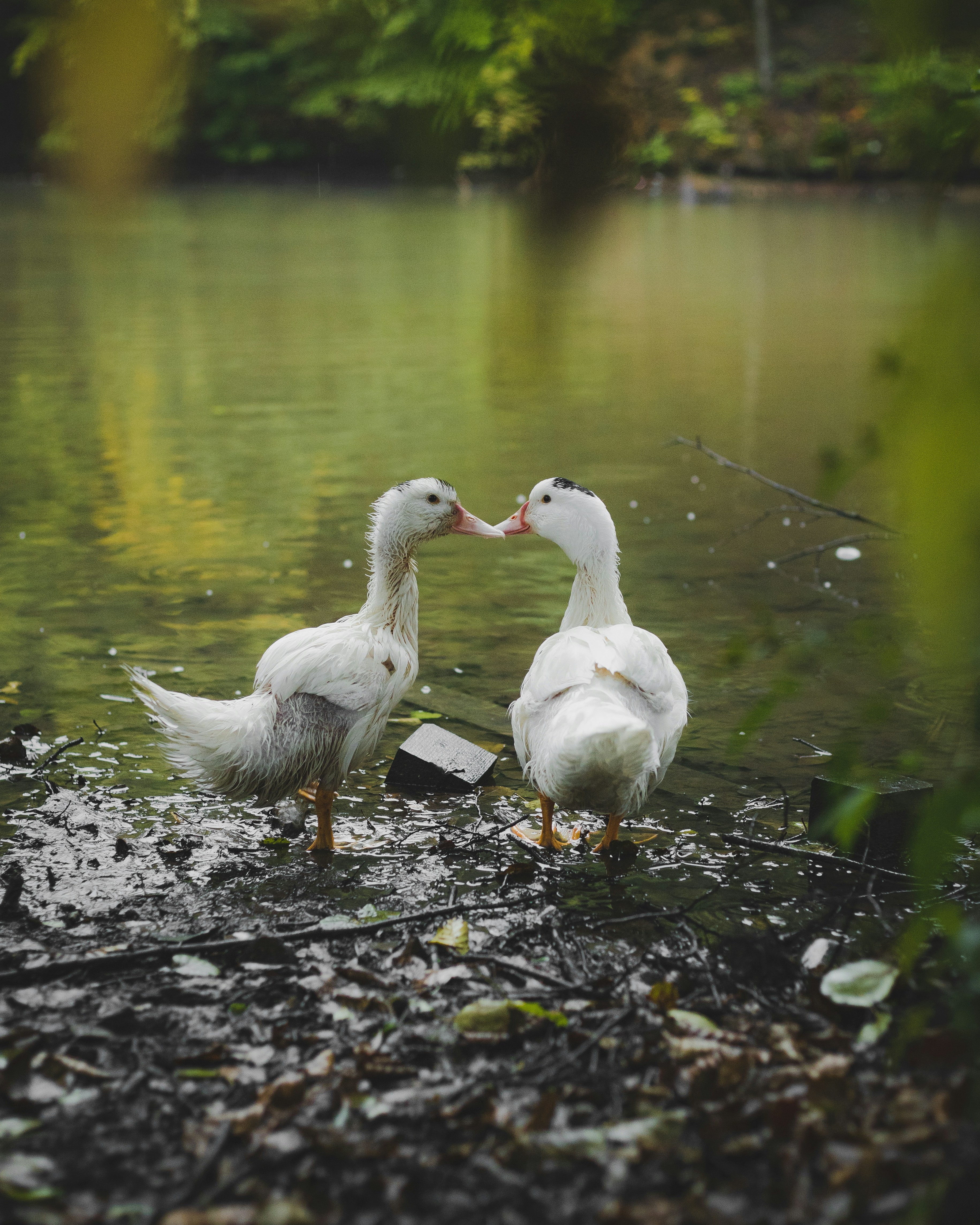 Ducks on the lake