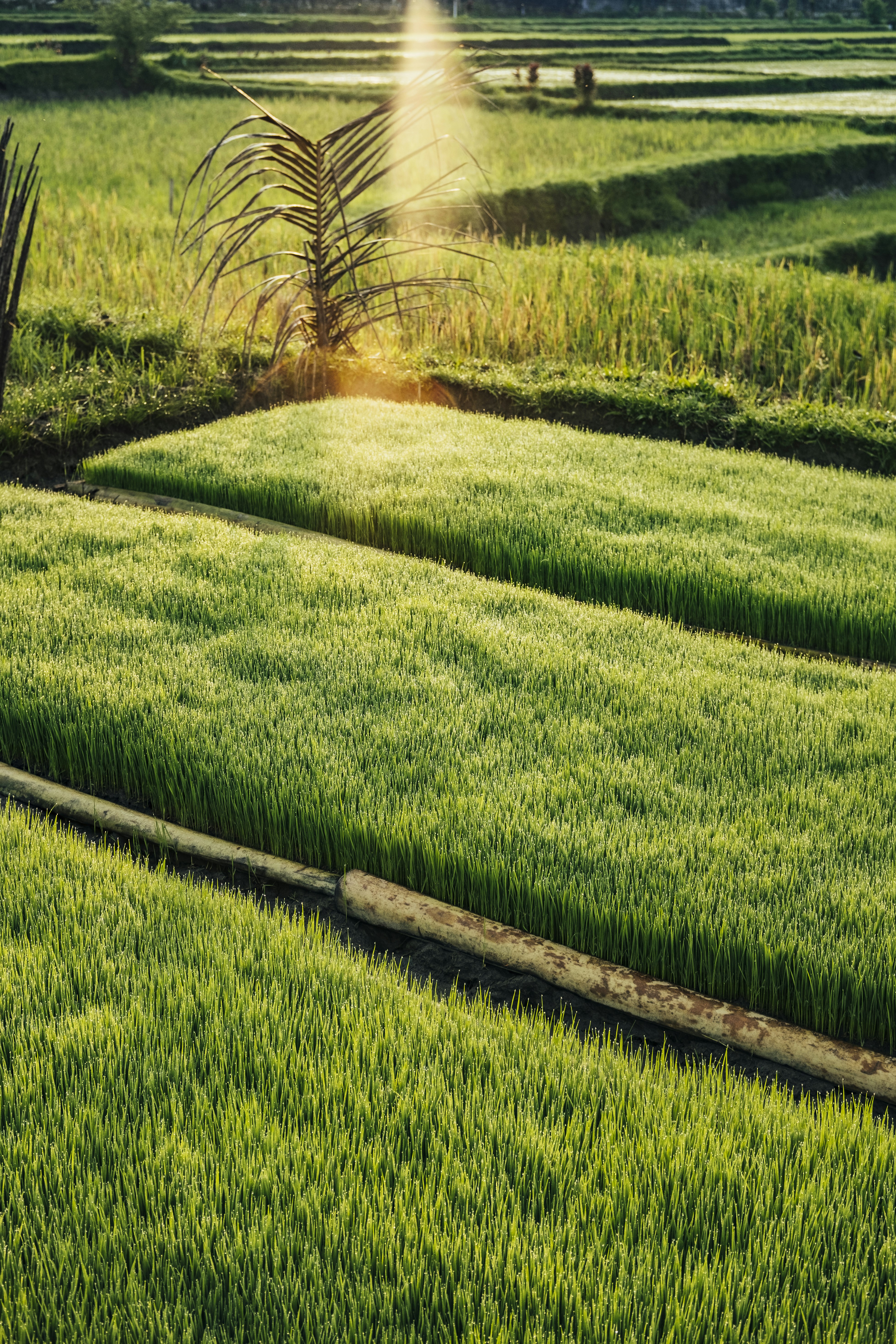 a field of grass with a trail of smoke coming out of it
