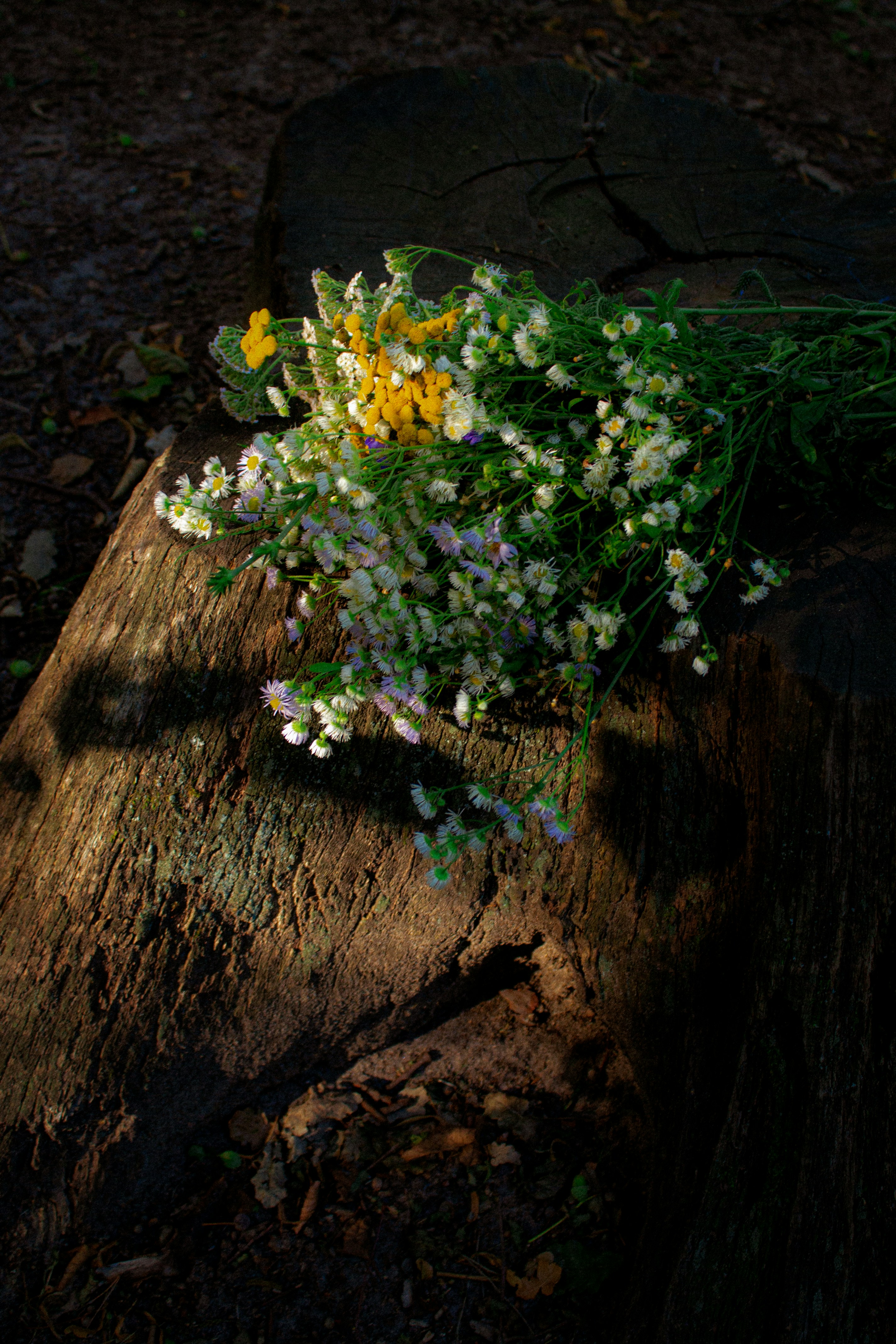 Wildflower Bouquet on a Shadowed Stump, Lit by a Narrow Forest Beam