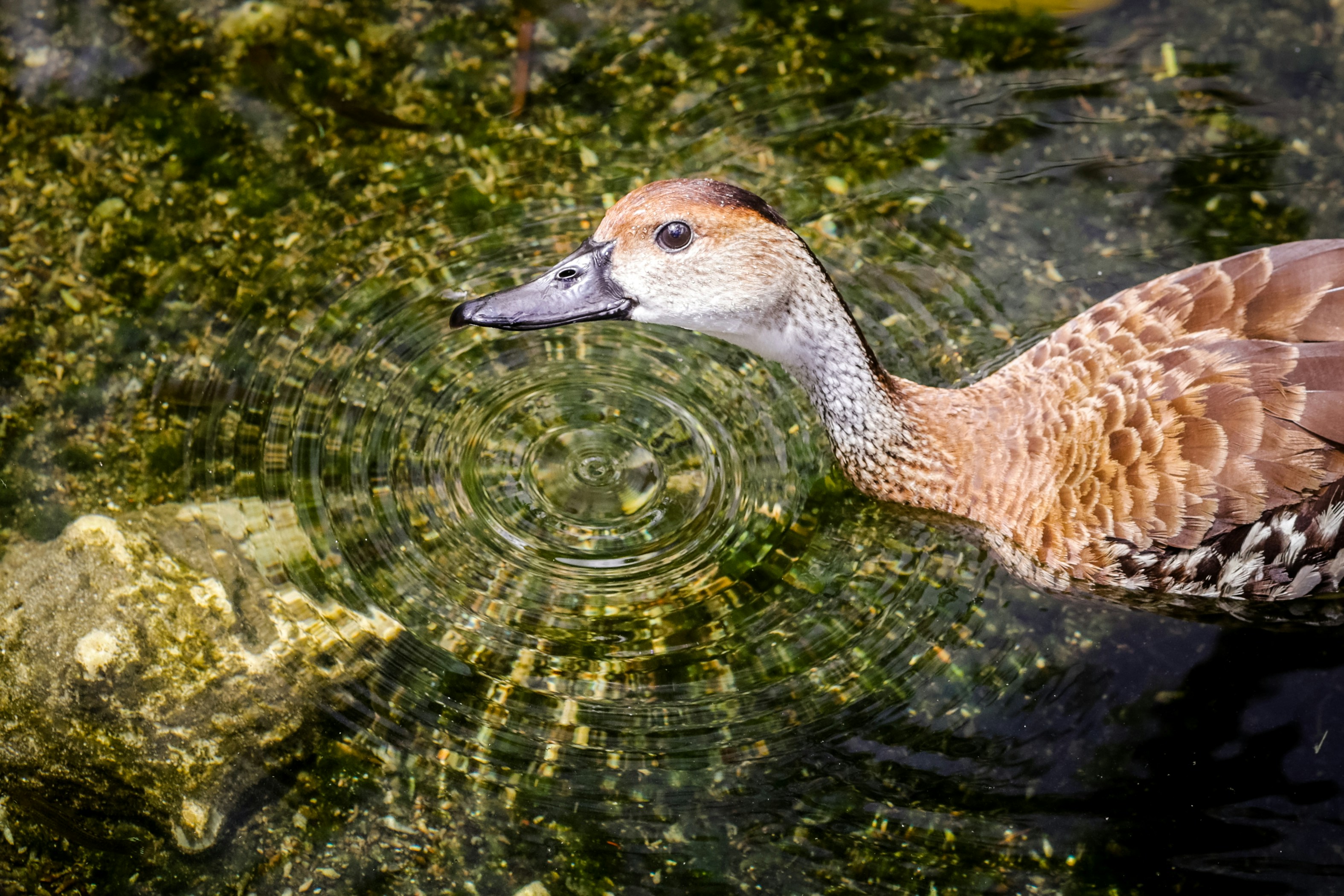 Mallard on Green Glass: A Quiet Portrait Amid Circular Ripples