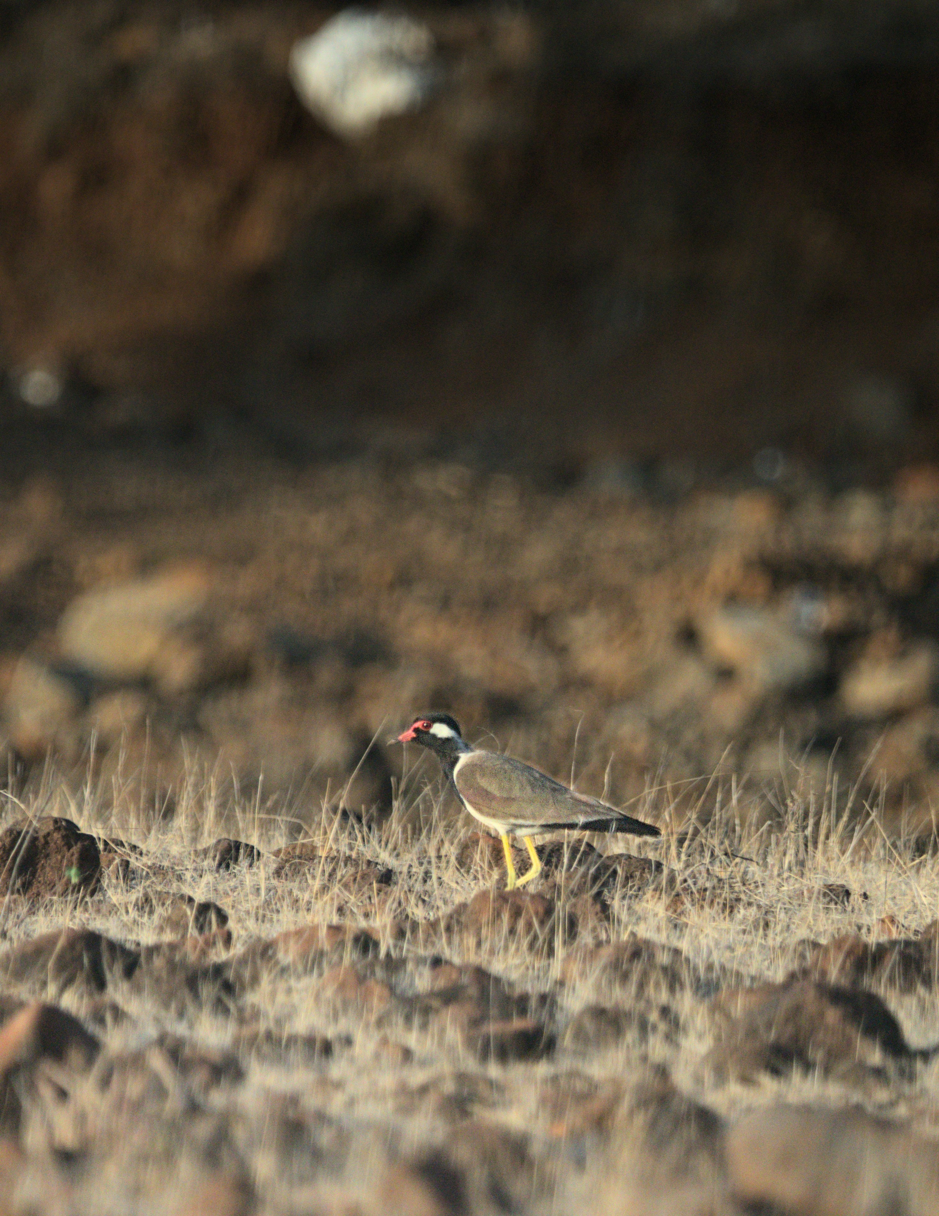 A yellow-legged plover stands alert among rocky terrain, blending into its natural habitat. Its striking features and poised stance highlight the essence of wildlife observation.