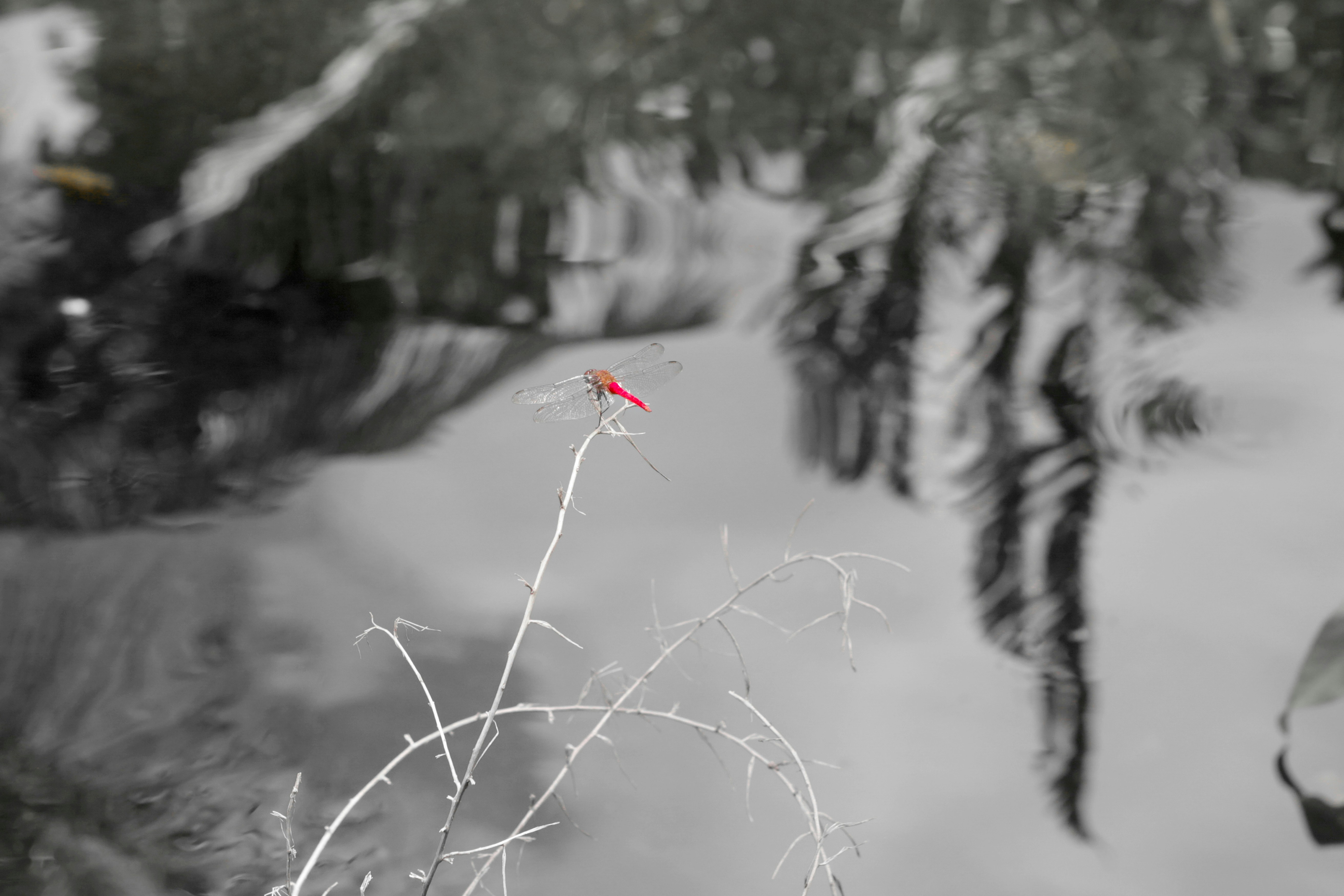 Red Dragonfly on Thorn Against a Quiet Water Scene